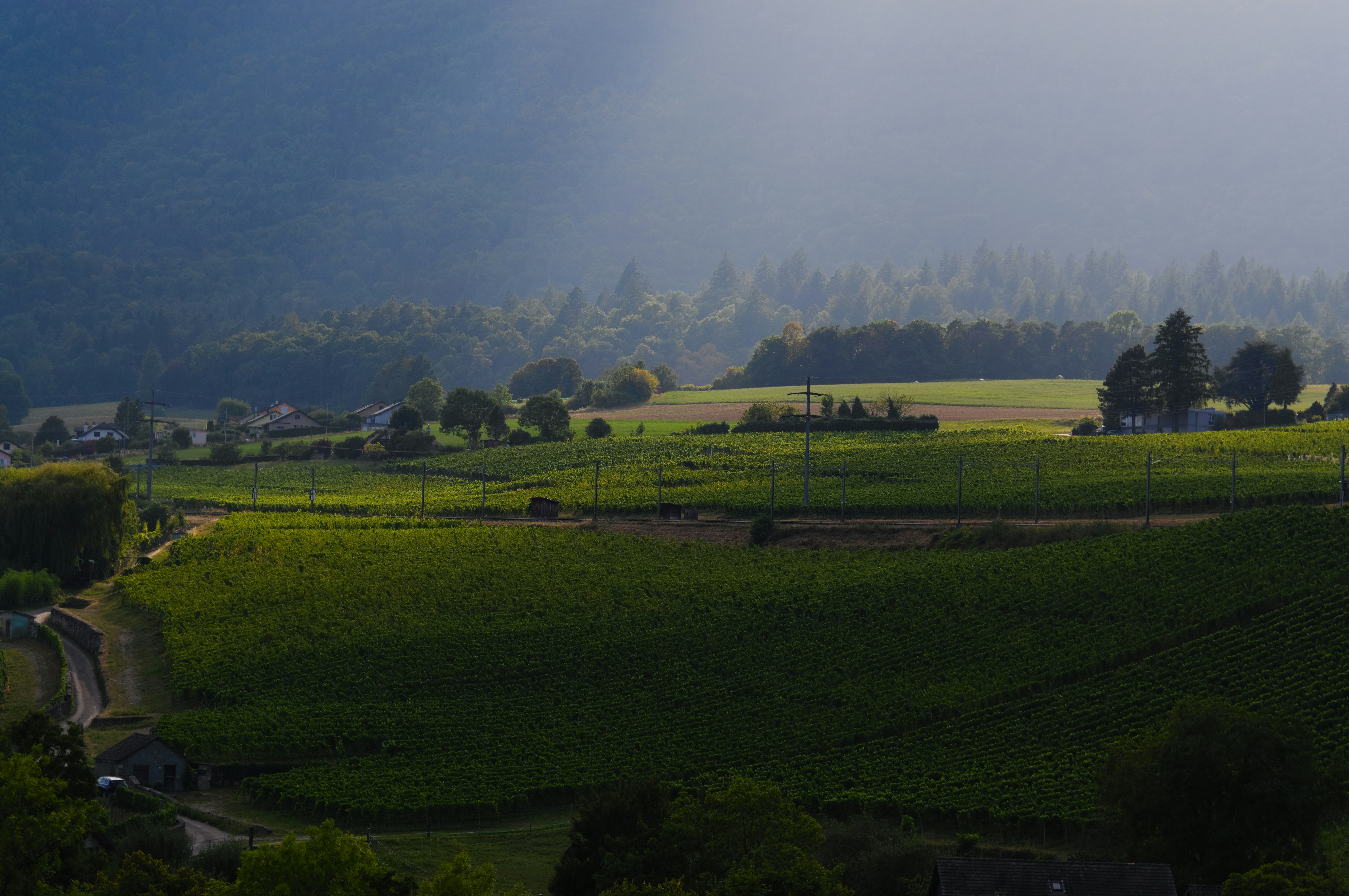 Sunlit green fields with distant trees and hills.