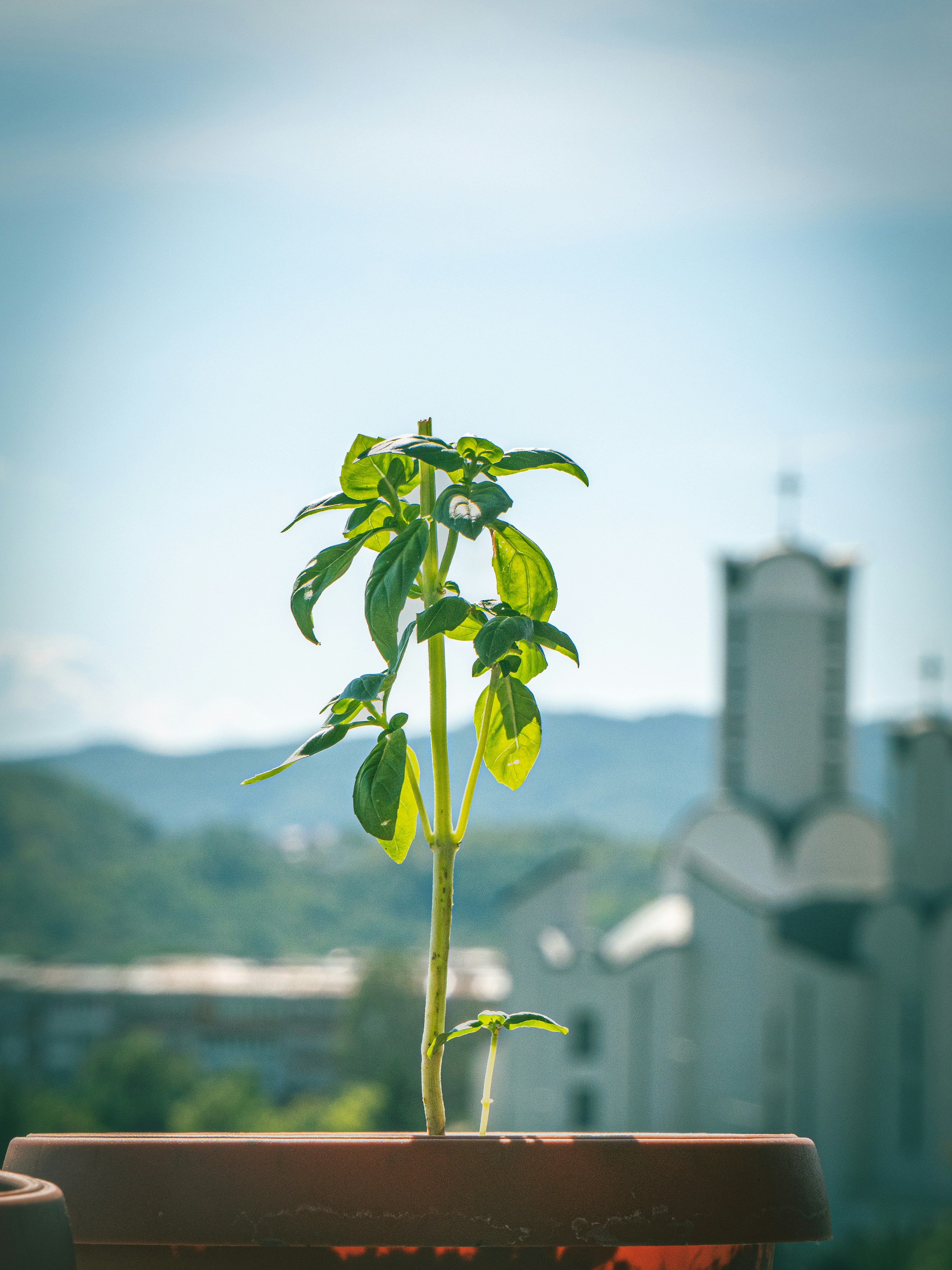 Resilience in Green: A Young Plant's Journey