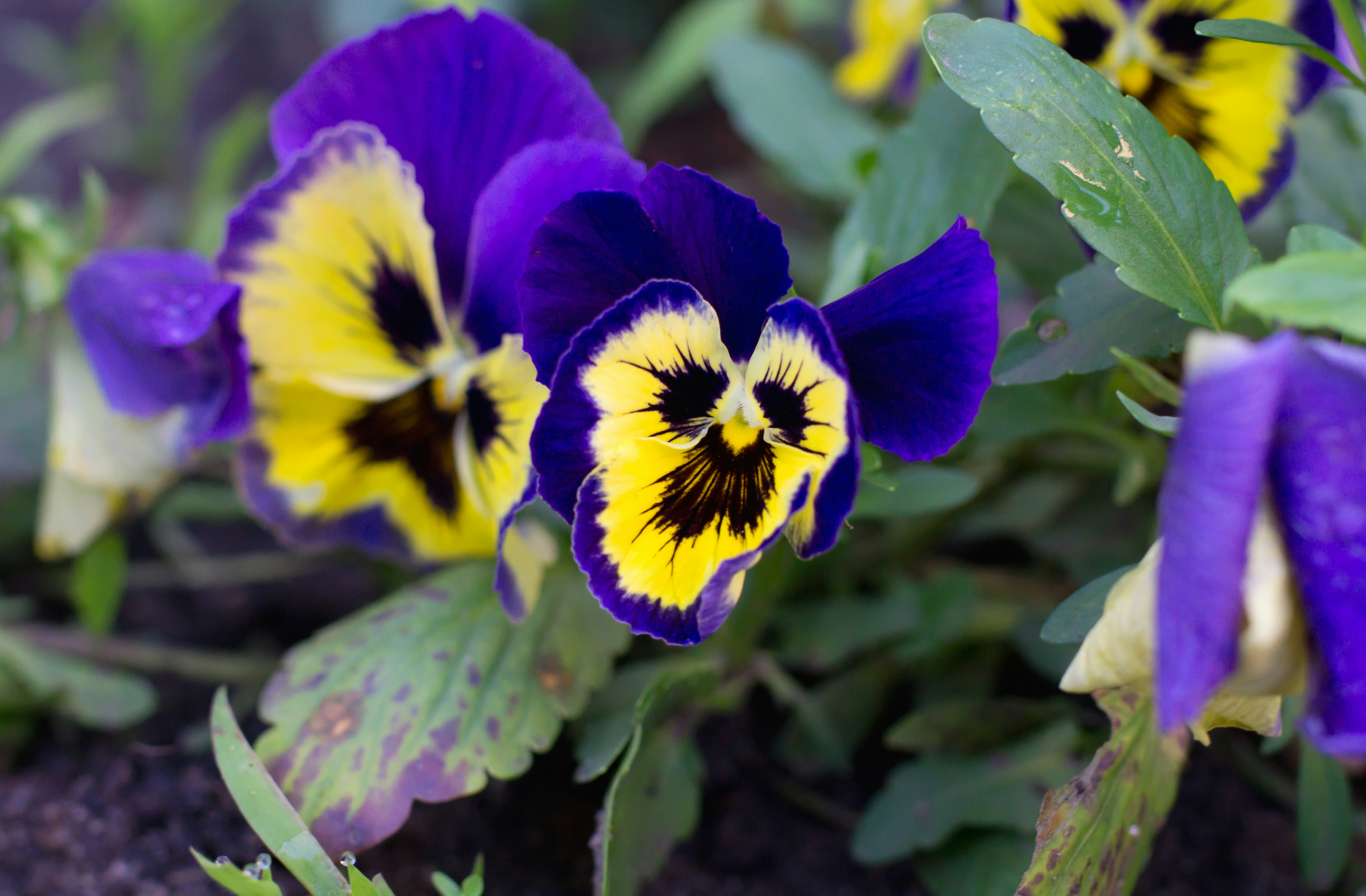 Vibrant pansy flowers in rich purple and yellow hues, nestled among green foliage, showcasing nature's artistry.
