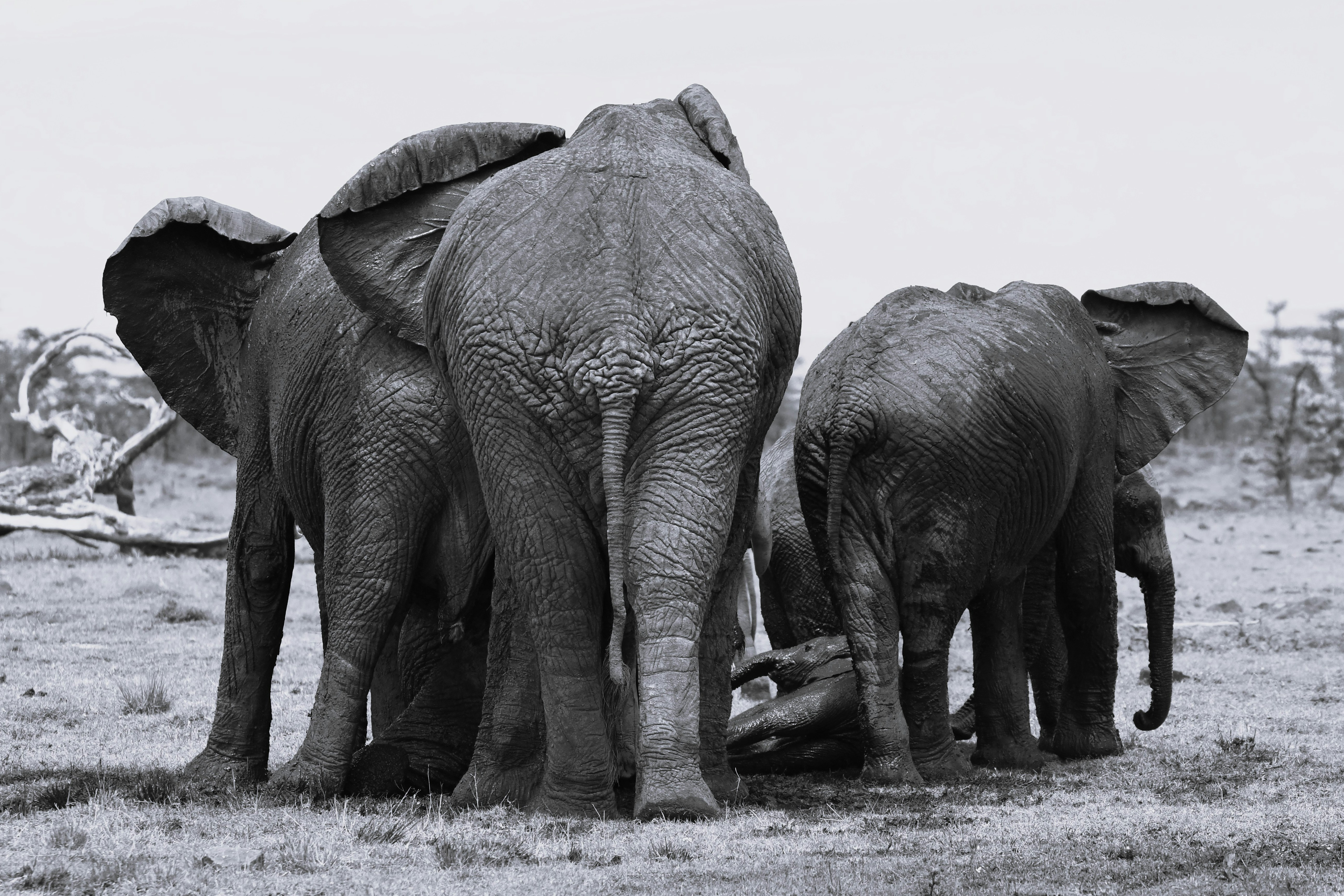 The Silent Gathering of Giants
