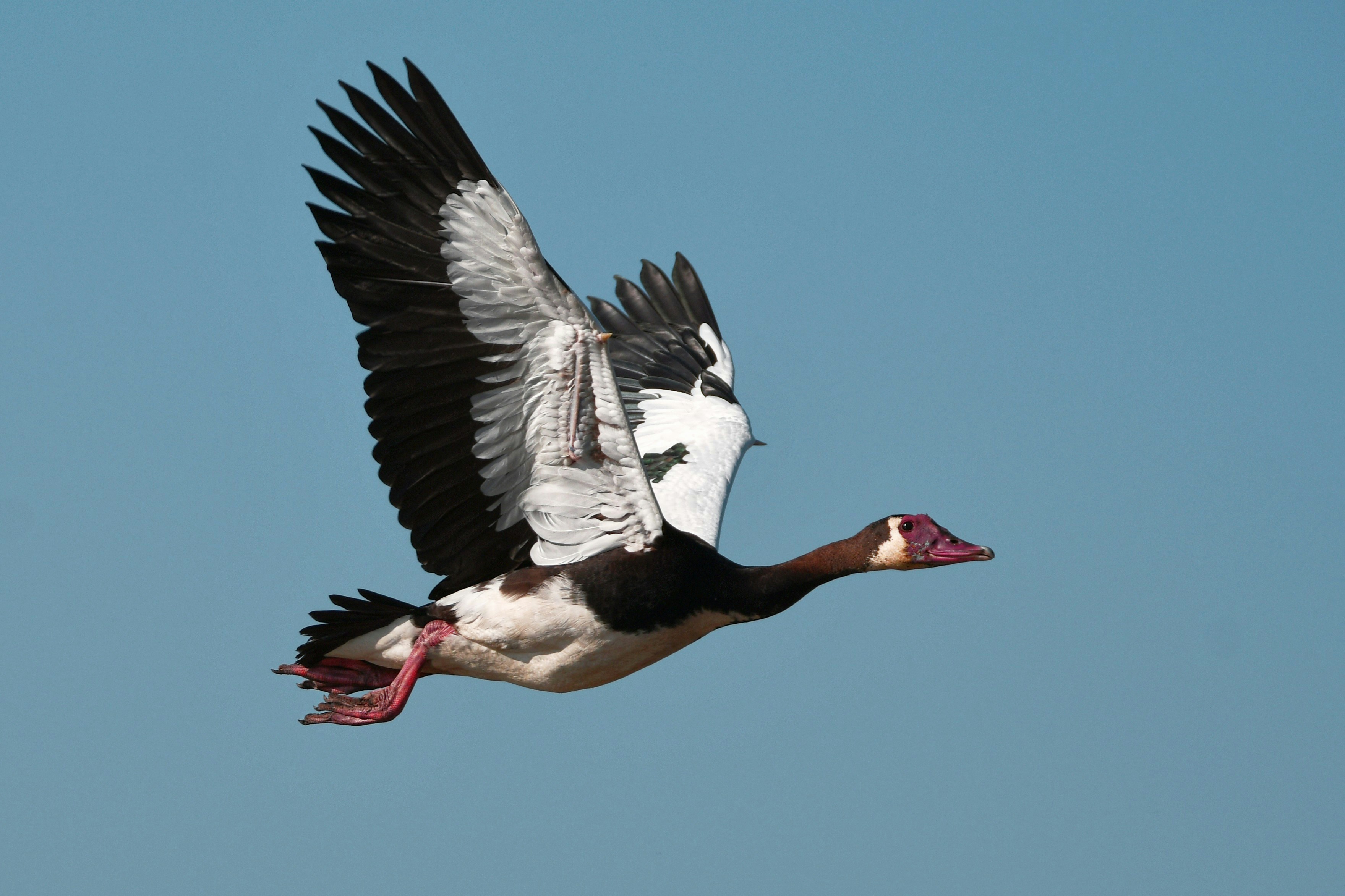 A waterfowl soaring gracefully against a clear blue sky, showcasing its distinctive plumage and wing span.