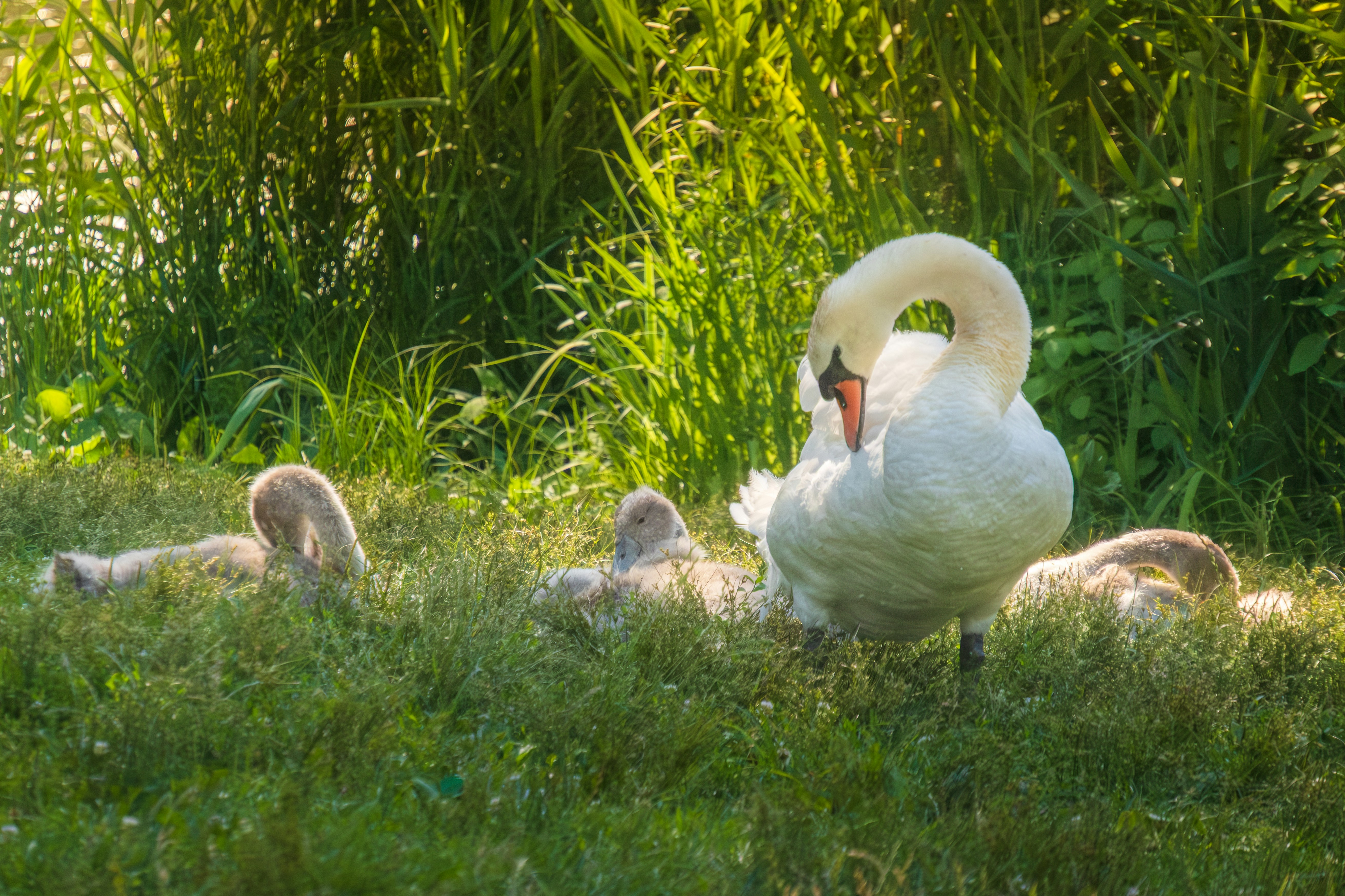 A graceful swan stands protectively over its cygnets nestled in lush green grass, illuminated by soft sunlight.