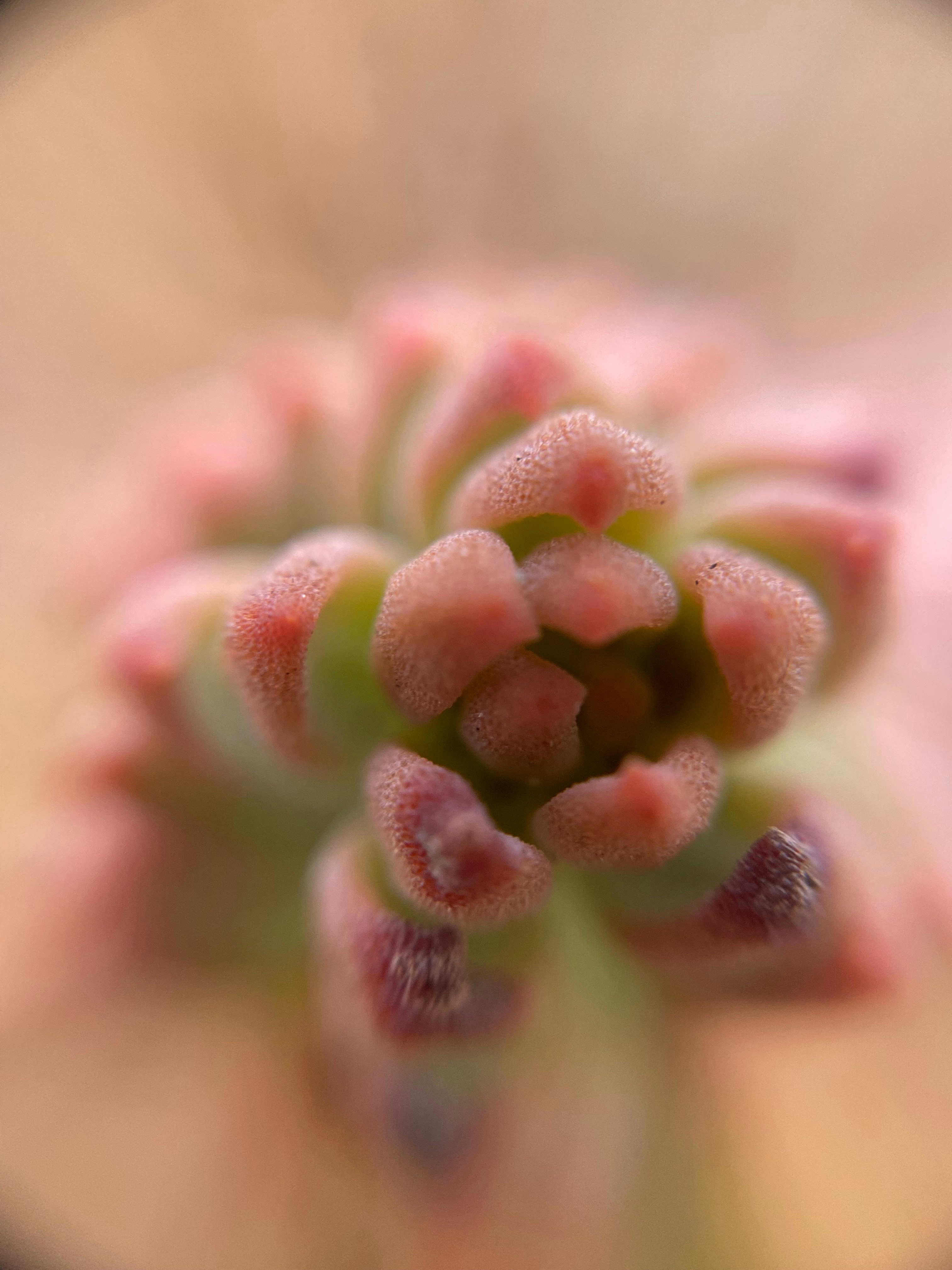 Gomas artísticas da natureza | Close-up of a pink succulent plant