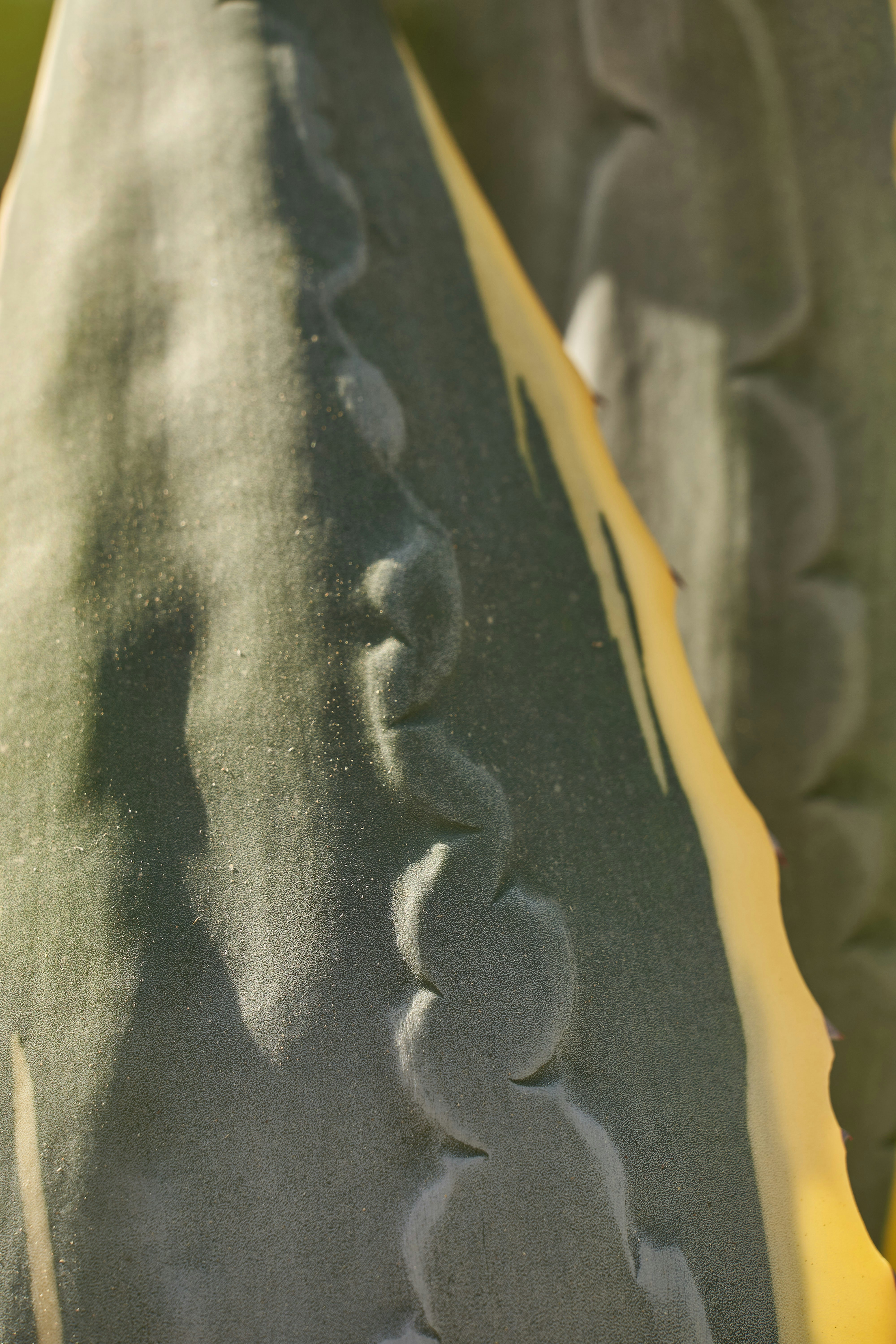 The Intricate Patterns of Nature's Armor