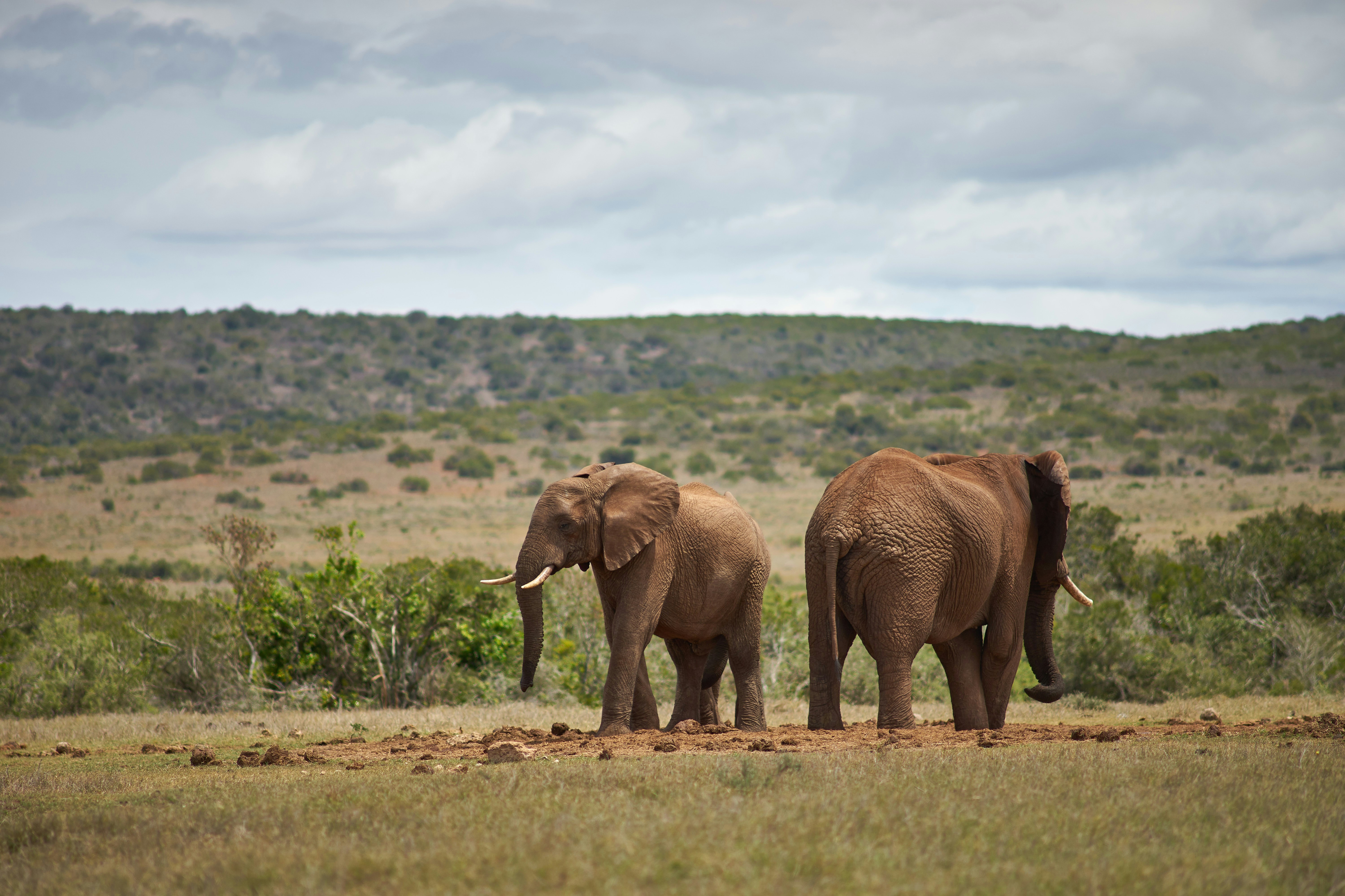 Two elephants stand in a grassy savanna landscape.