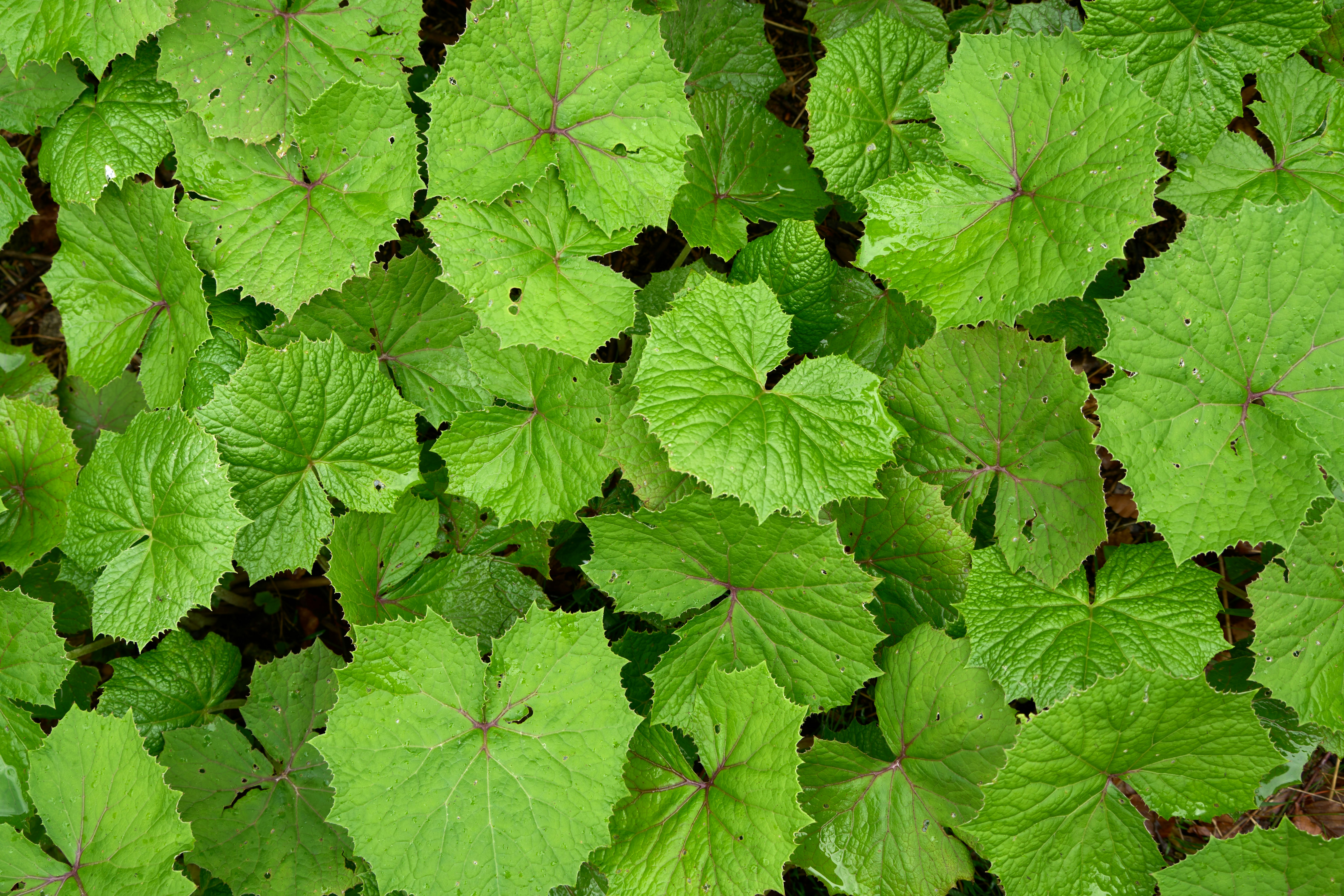 A dense cluster of vibrant green leaves