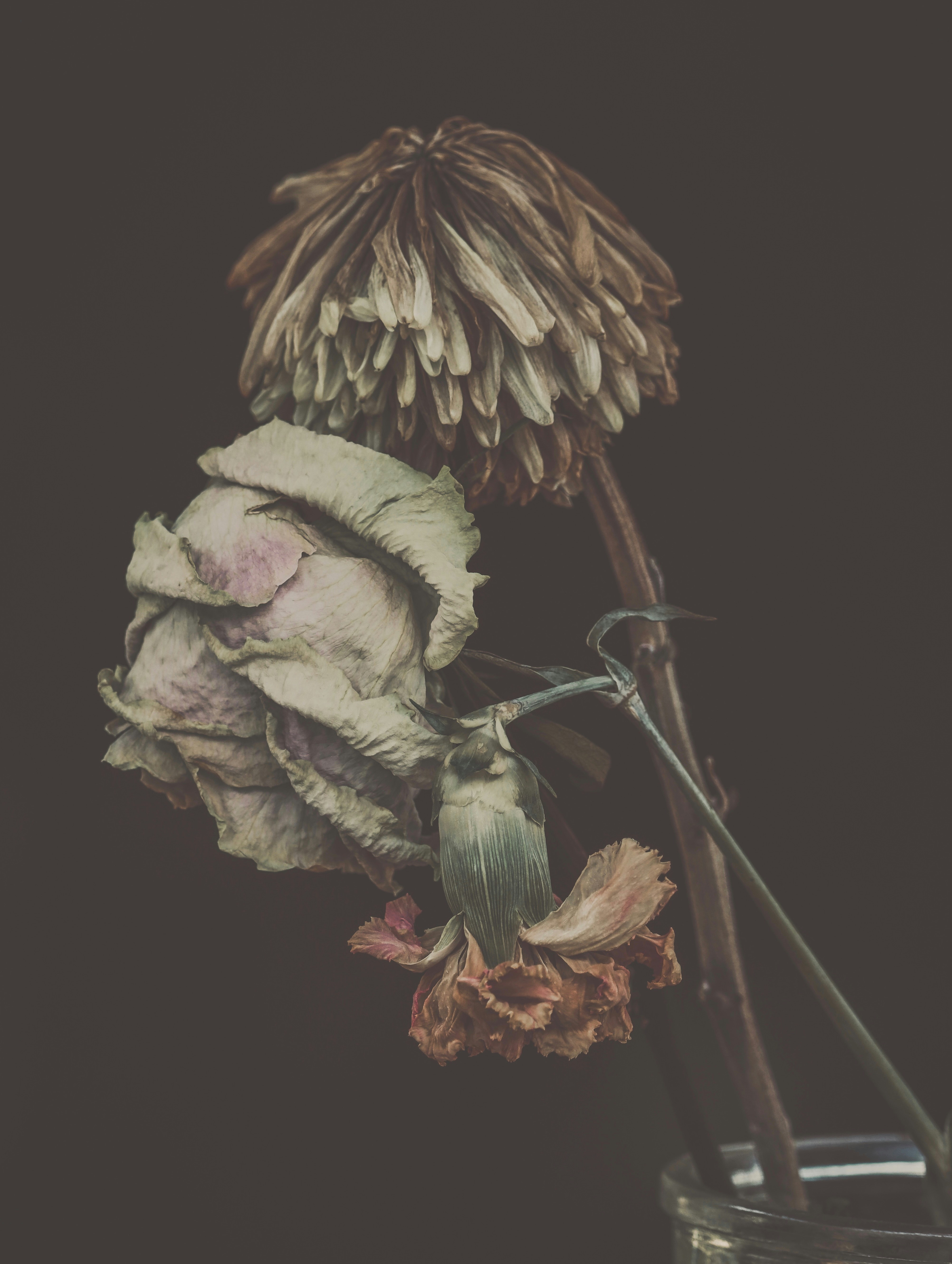 Whispers of Time: A Floral Reminiscence