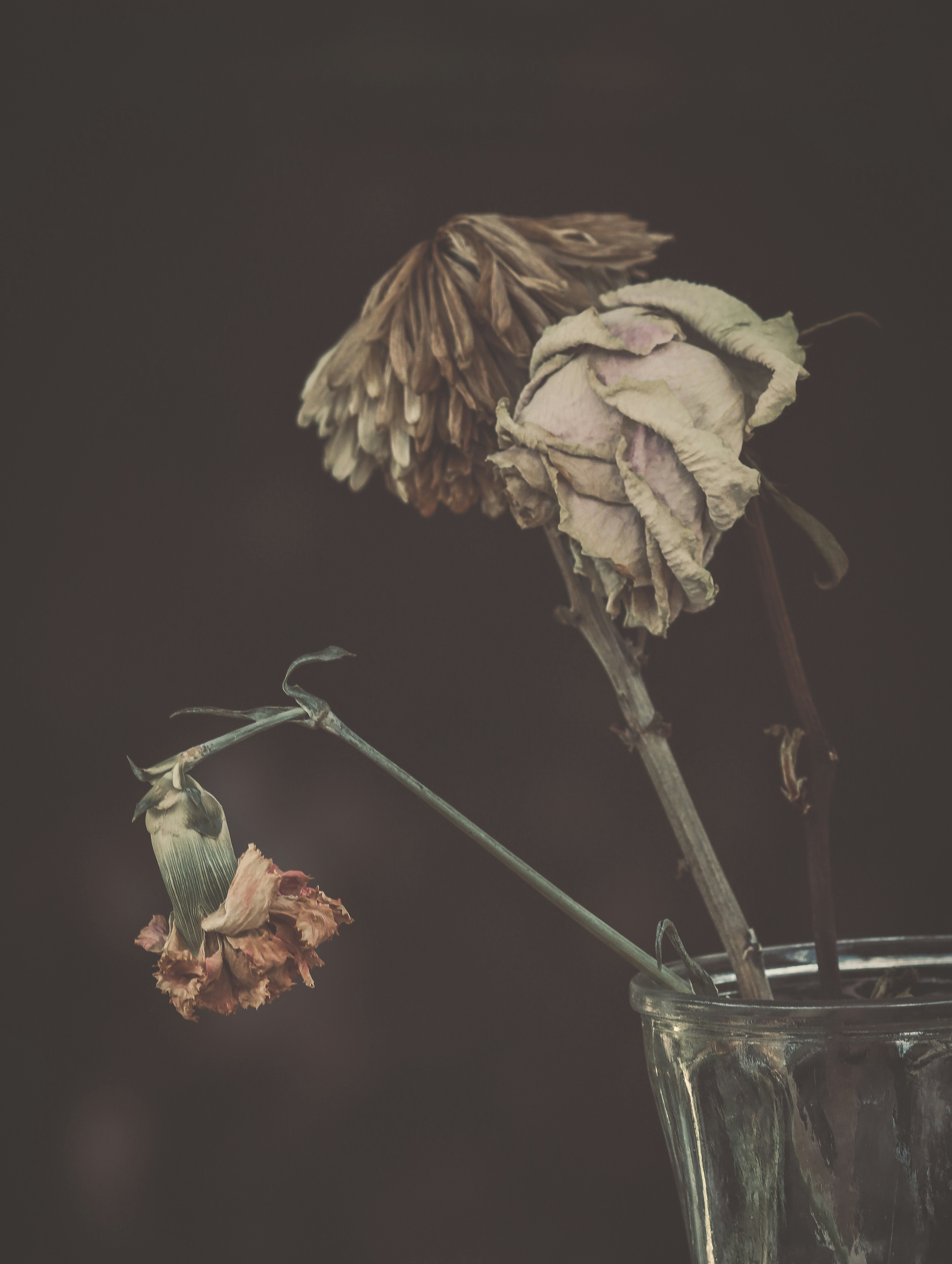 Whispers of Time: The Elegance of Withered Blooms