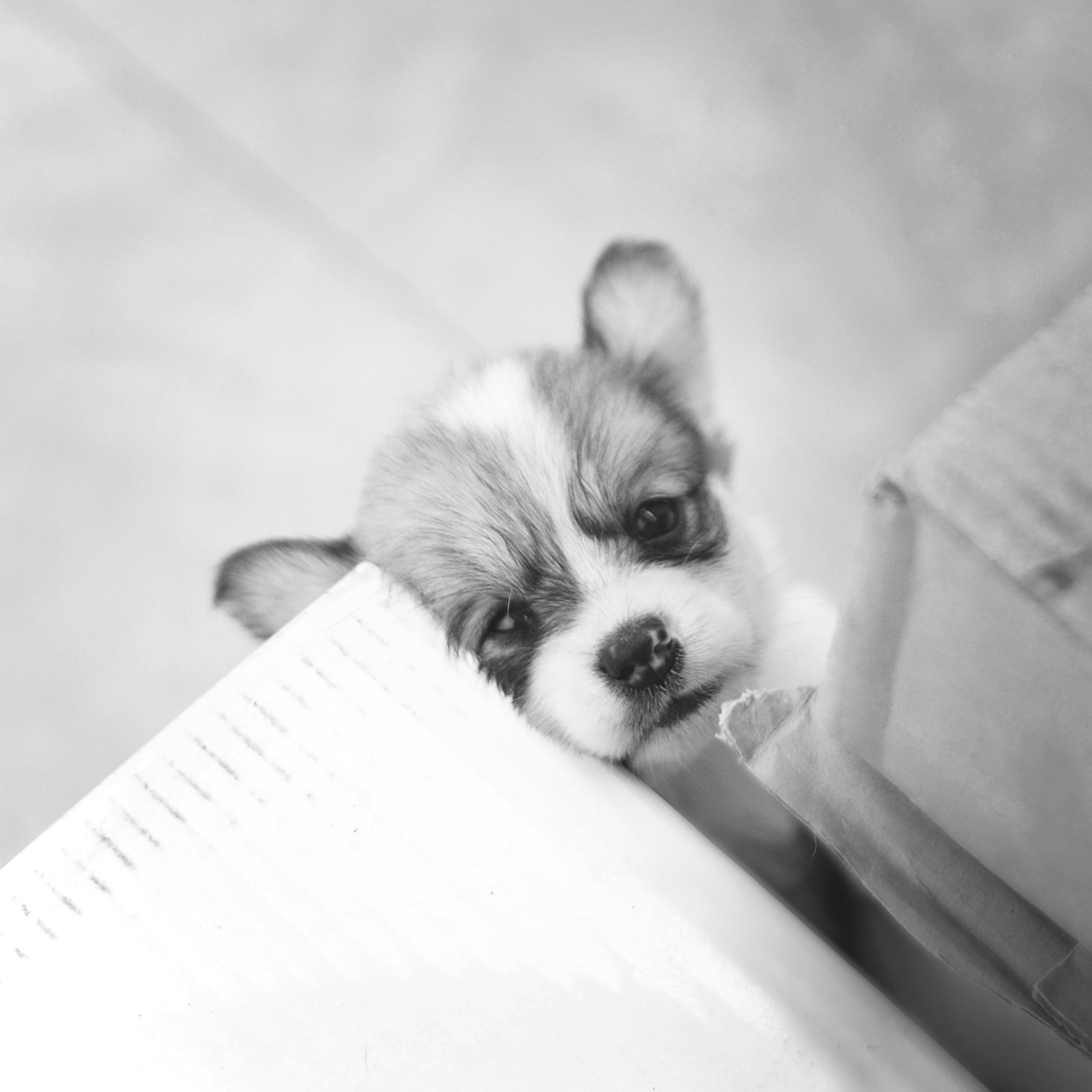 Curious Pup Peeking from the Box