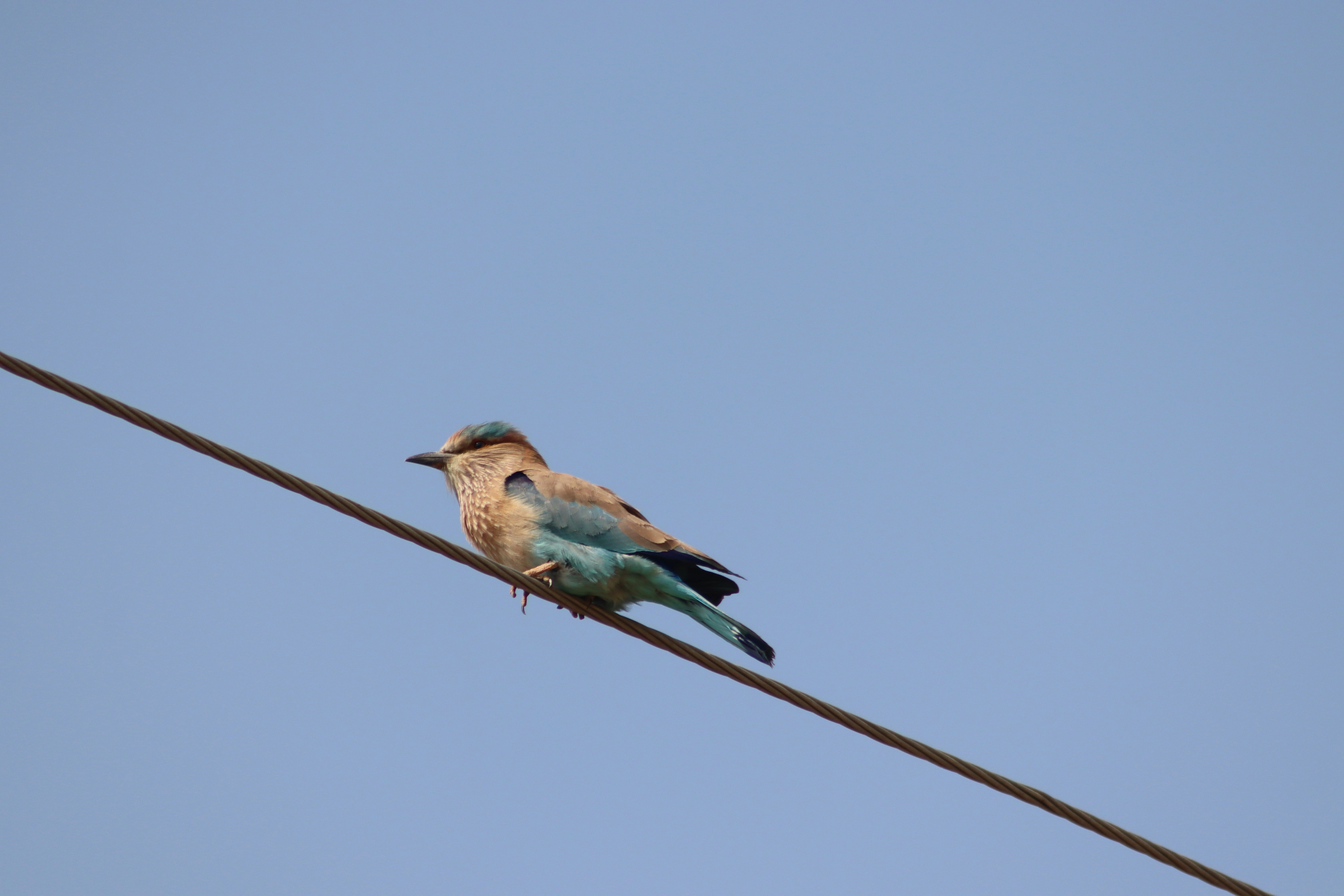A Moment of Stillness: The Kingfisher's Watch