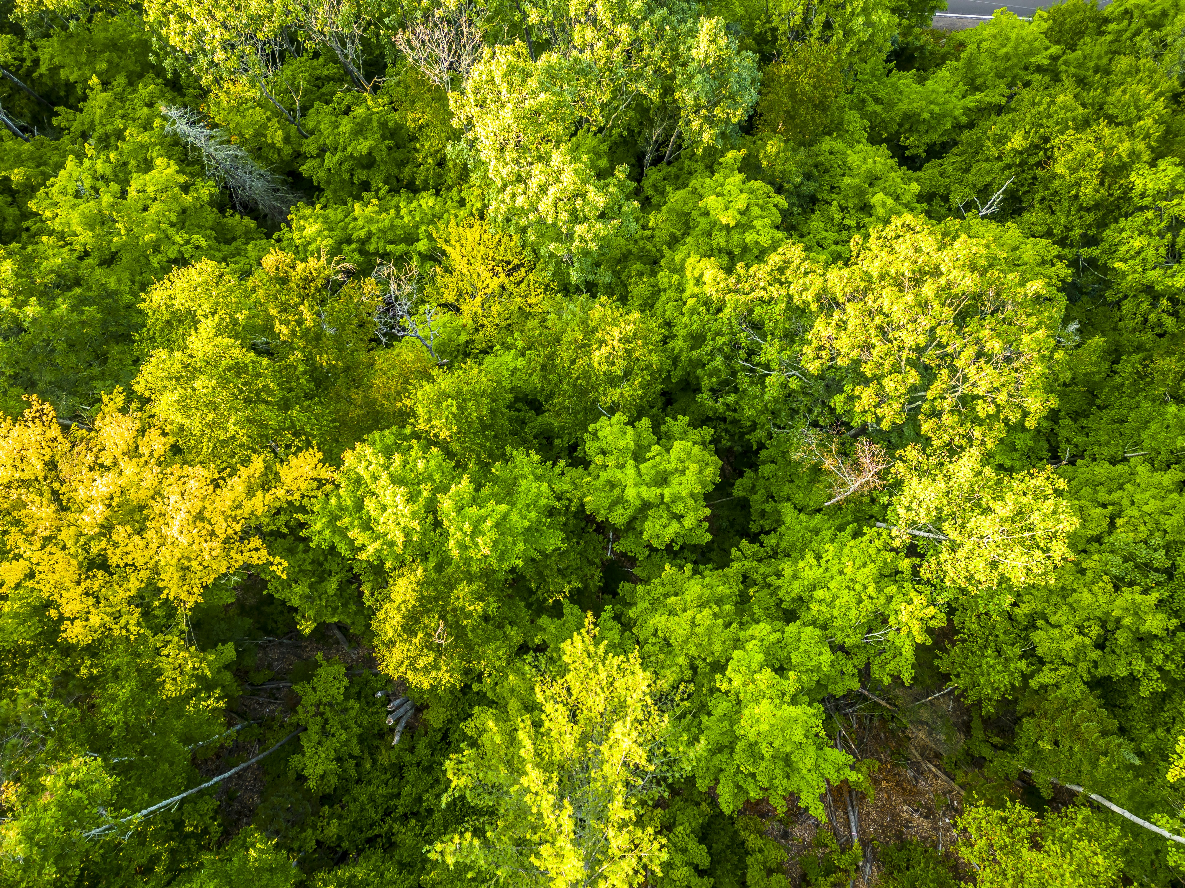 Lush treetops create a vibrant green canopy, showcasing the rich textures and hues of foliage from an aerial perspective.
