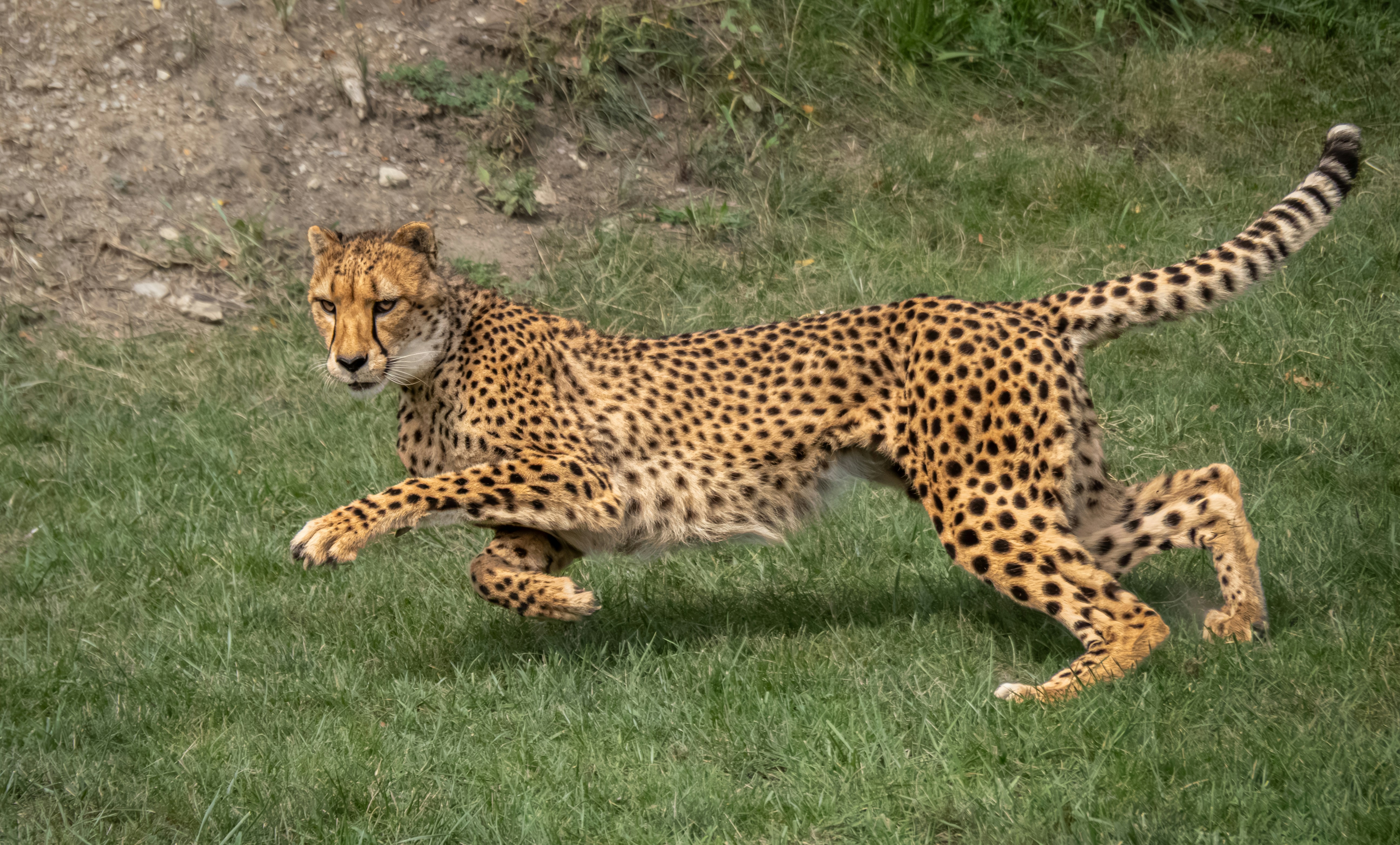 Cheetah sprinting across a grassy field, showcasing its agility and speed. The image captures the essence of wildlife in action.