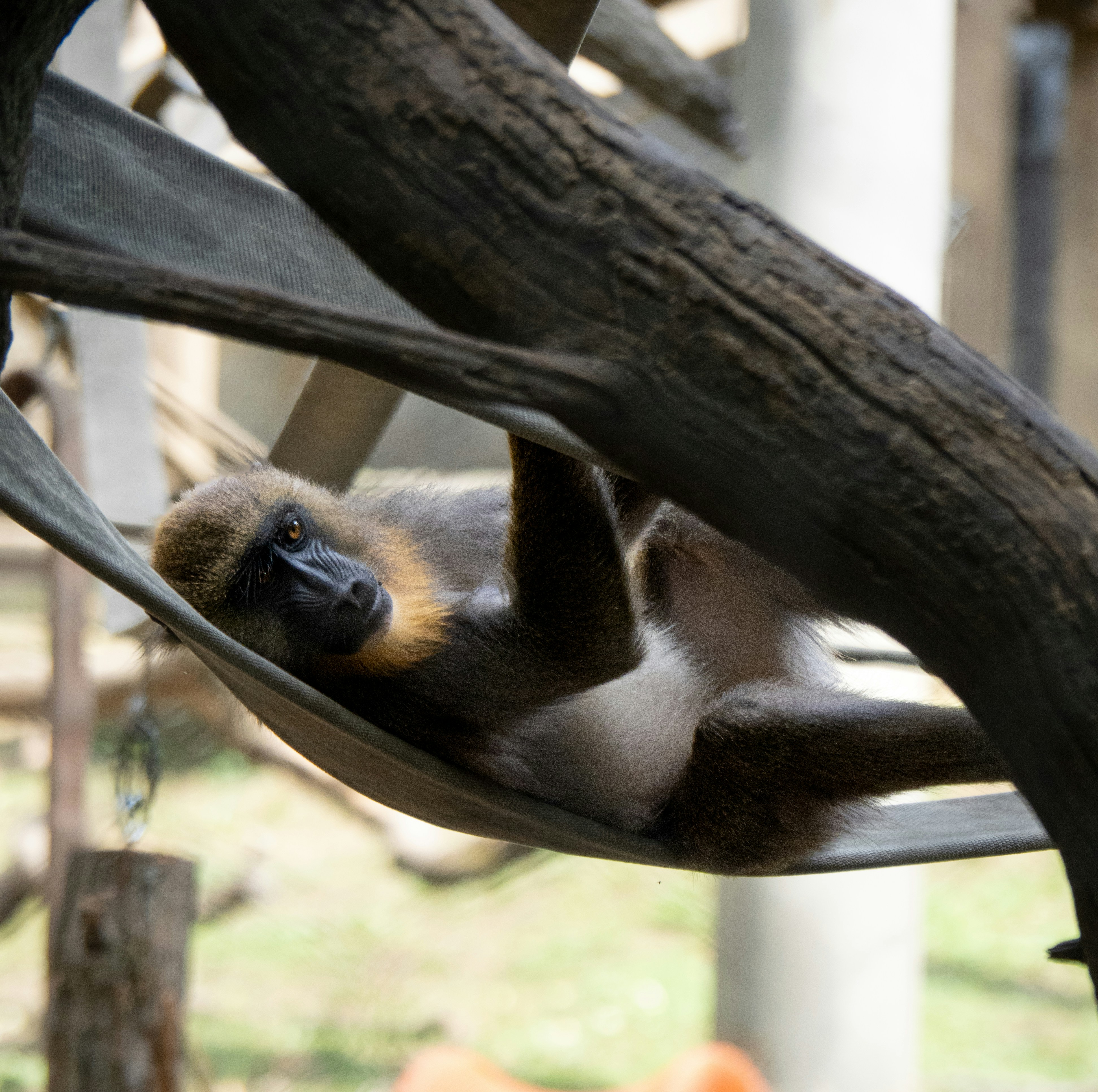Shot on OM-5ii and M. Zuiko 14-150mm f/4-5.6 | Monkey relaxing in a hammock on a tree branch