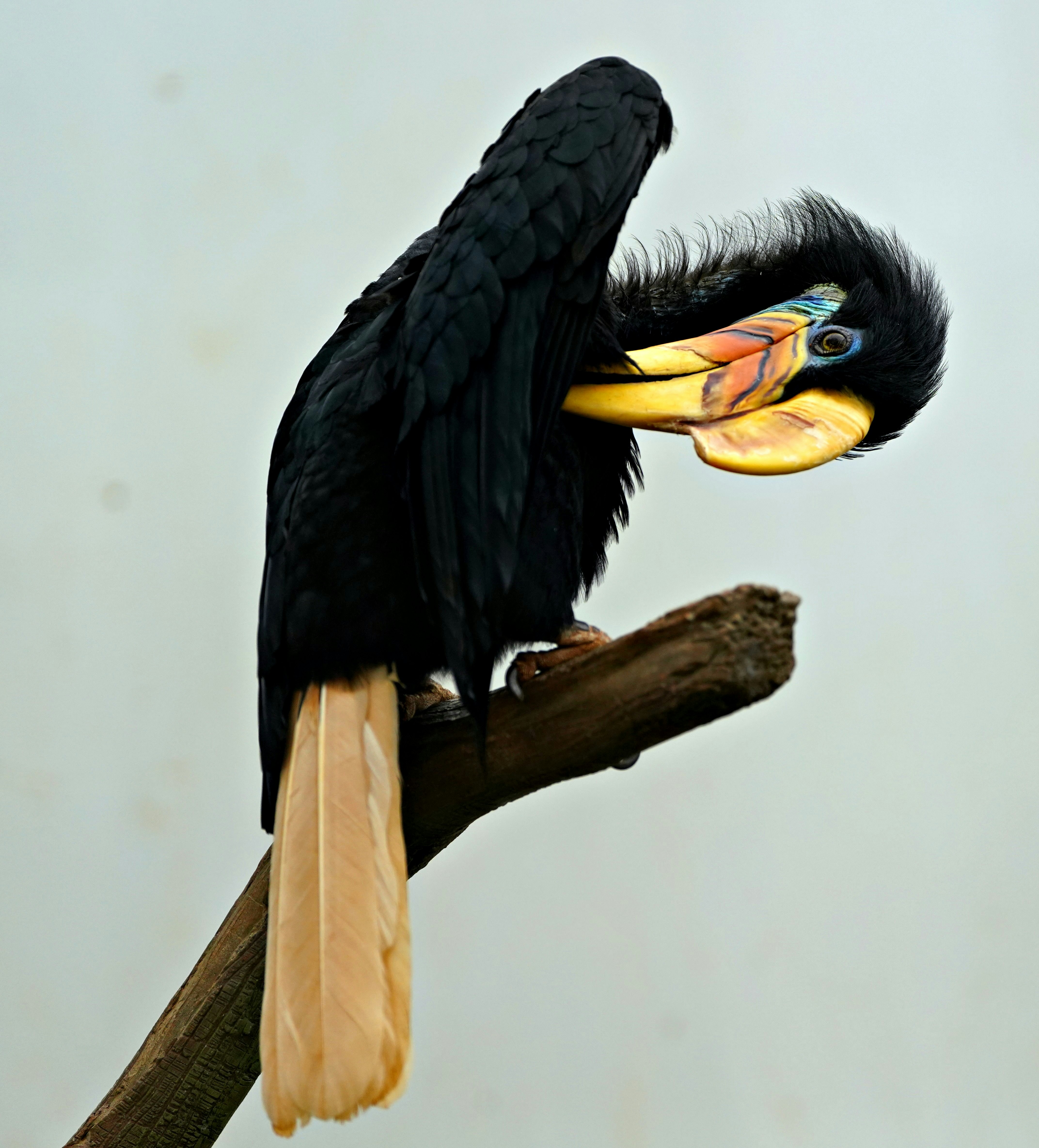 The Curious Hornbill: A Study in Nature's Palette