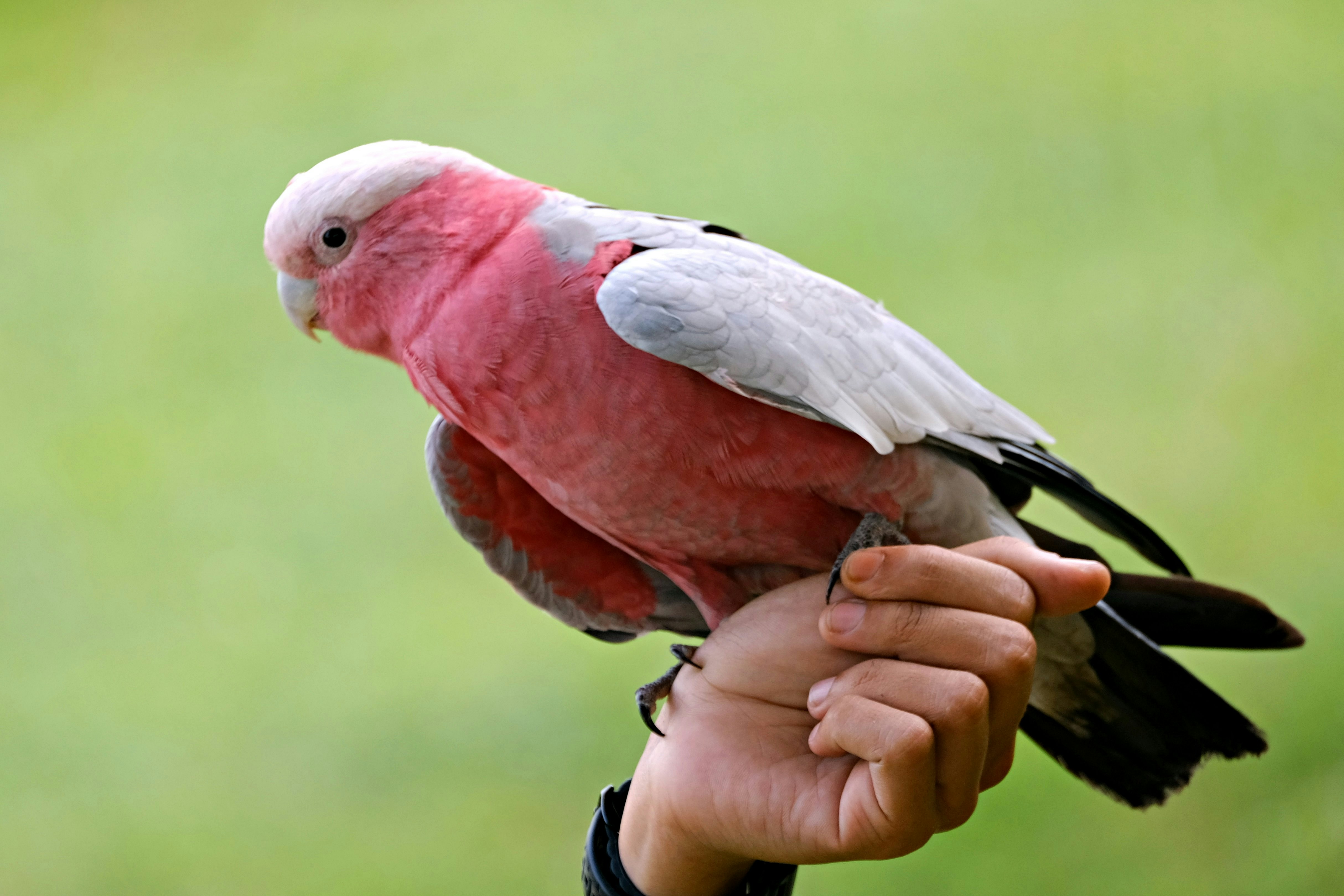 Perched Elegance: The Galah's Grace