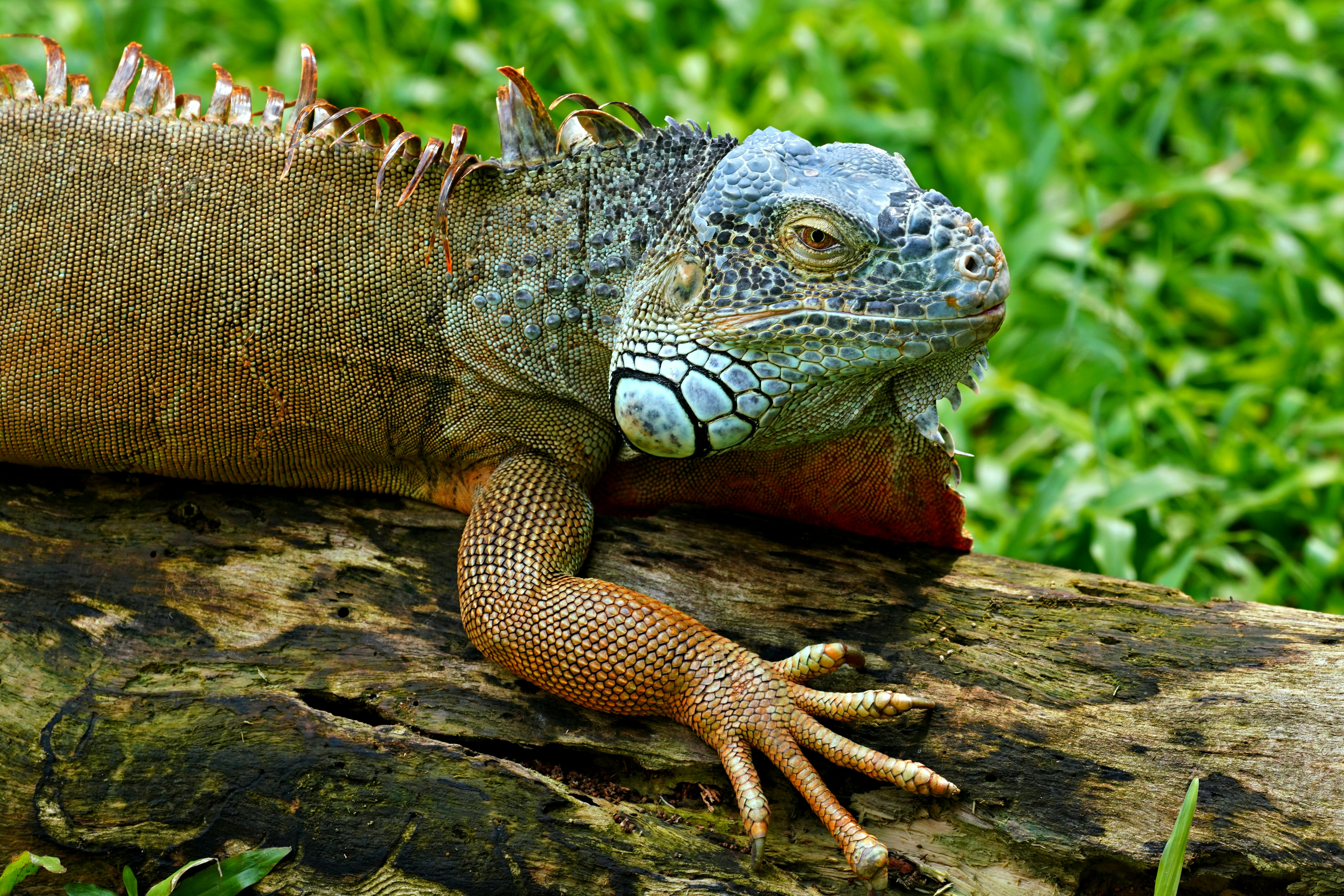Regal Reptile: A Moment of Serenity