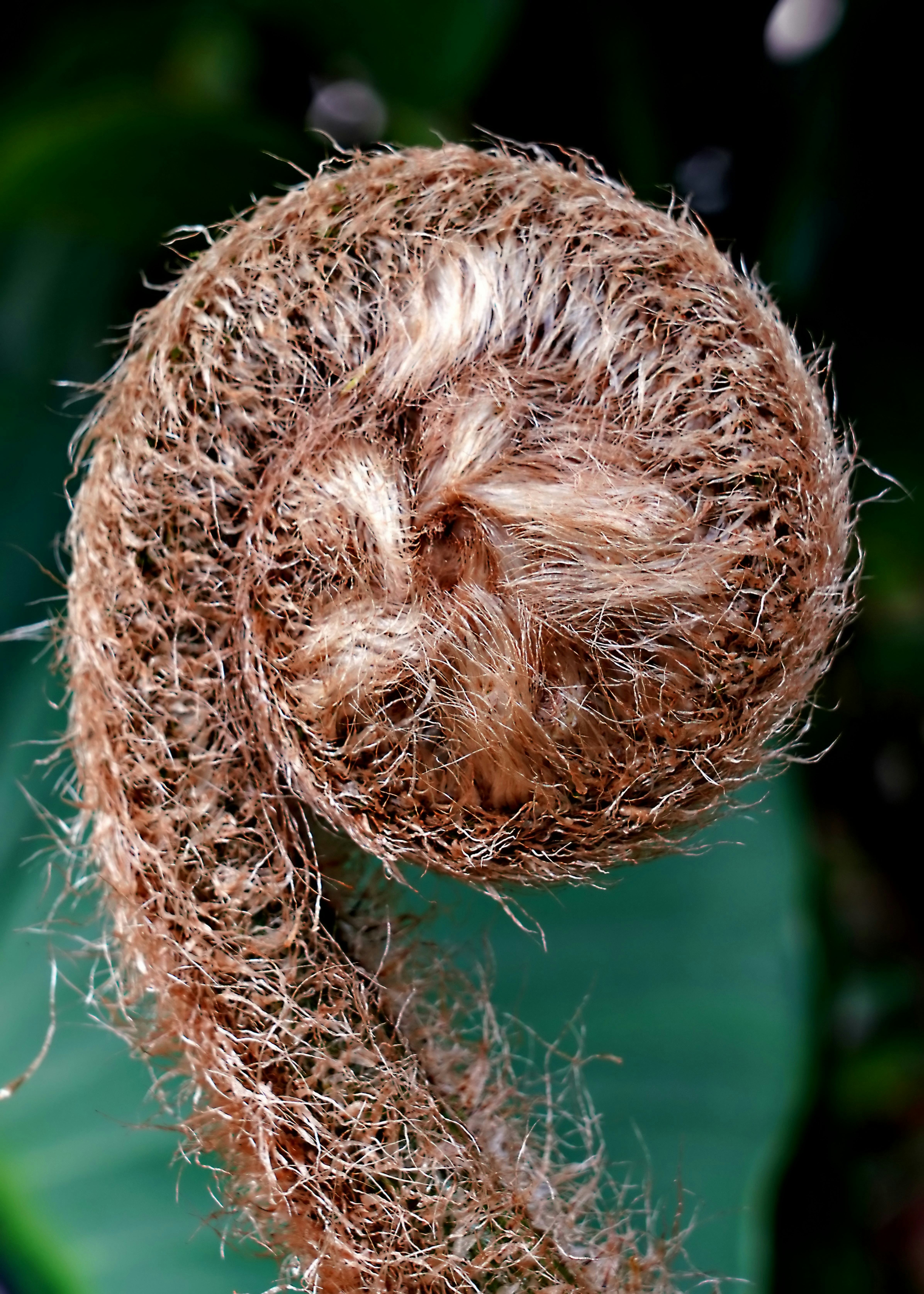 A close-up of a fern frond unfurling