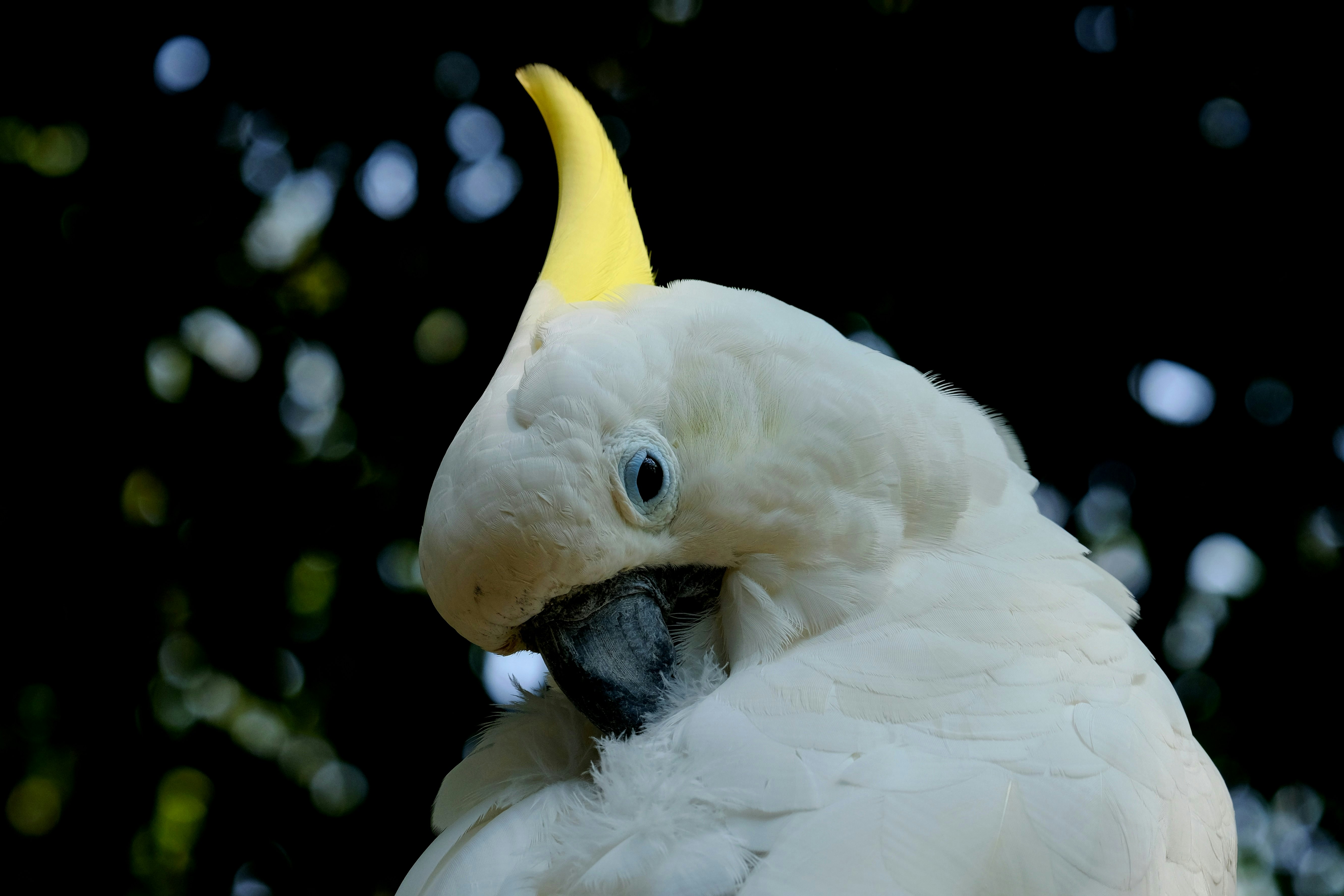 A white cockatoo with a yellow crest.
