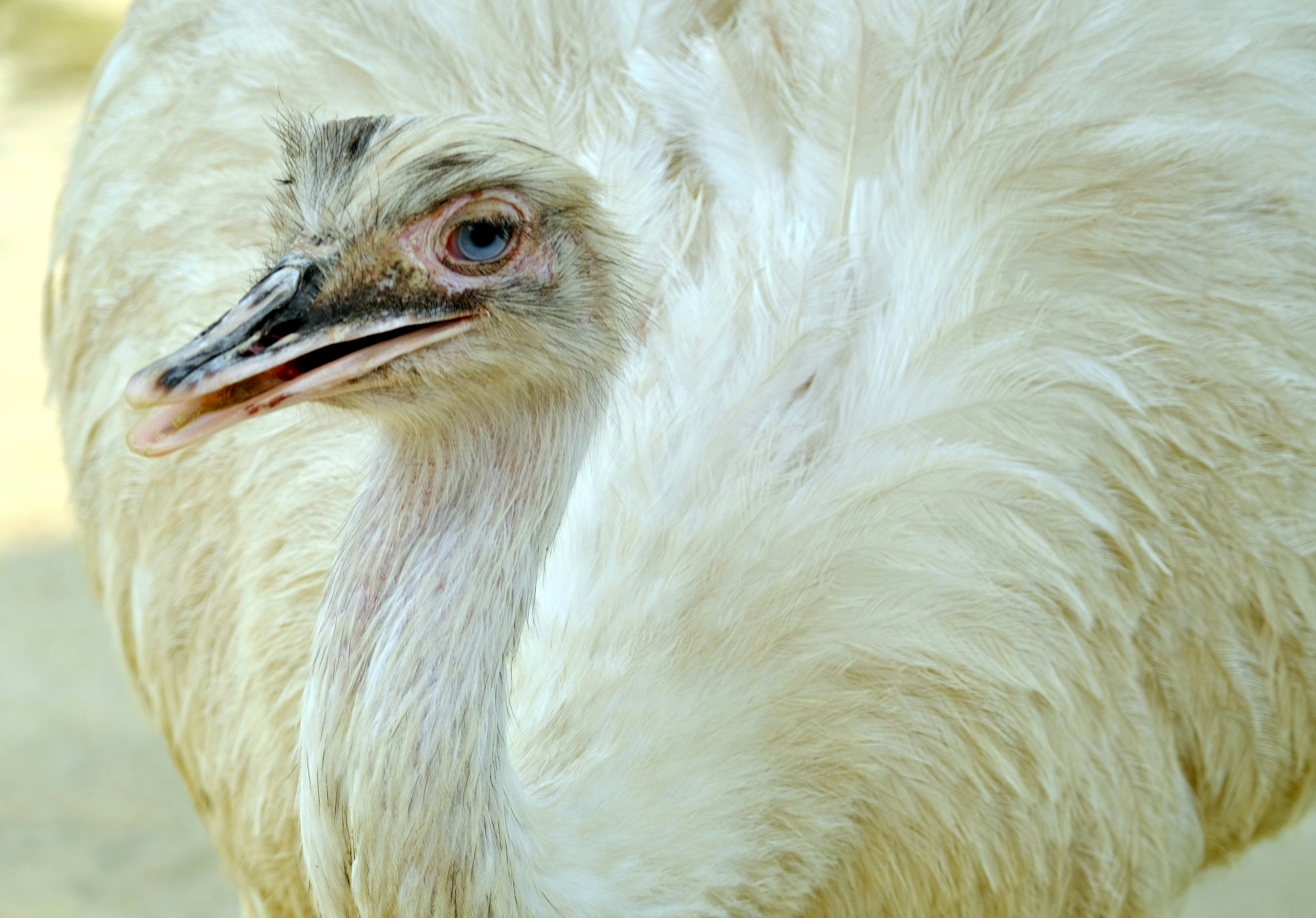 Close up of a white ostrich's head and neck