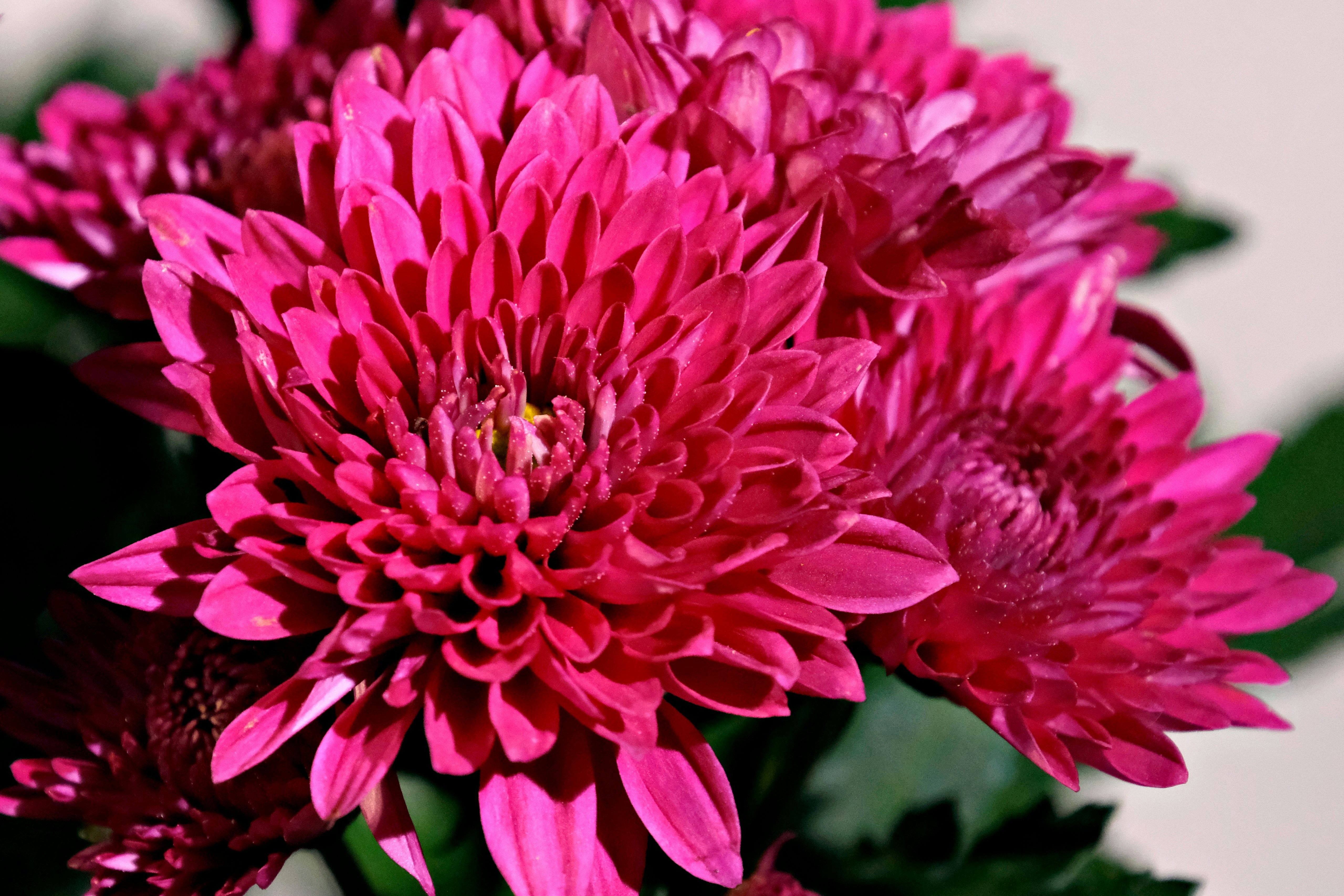 Blossoms of Vibrancy: A Floral Symphony