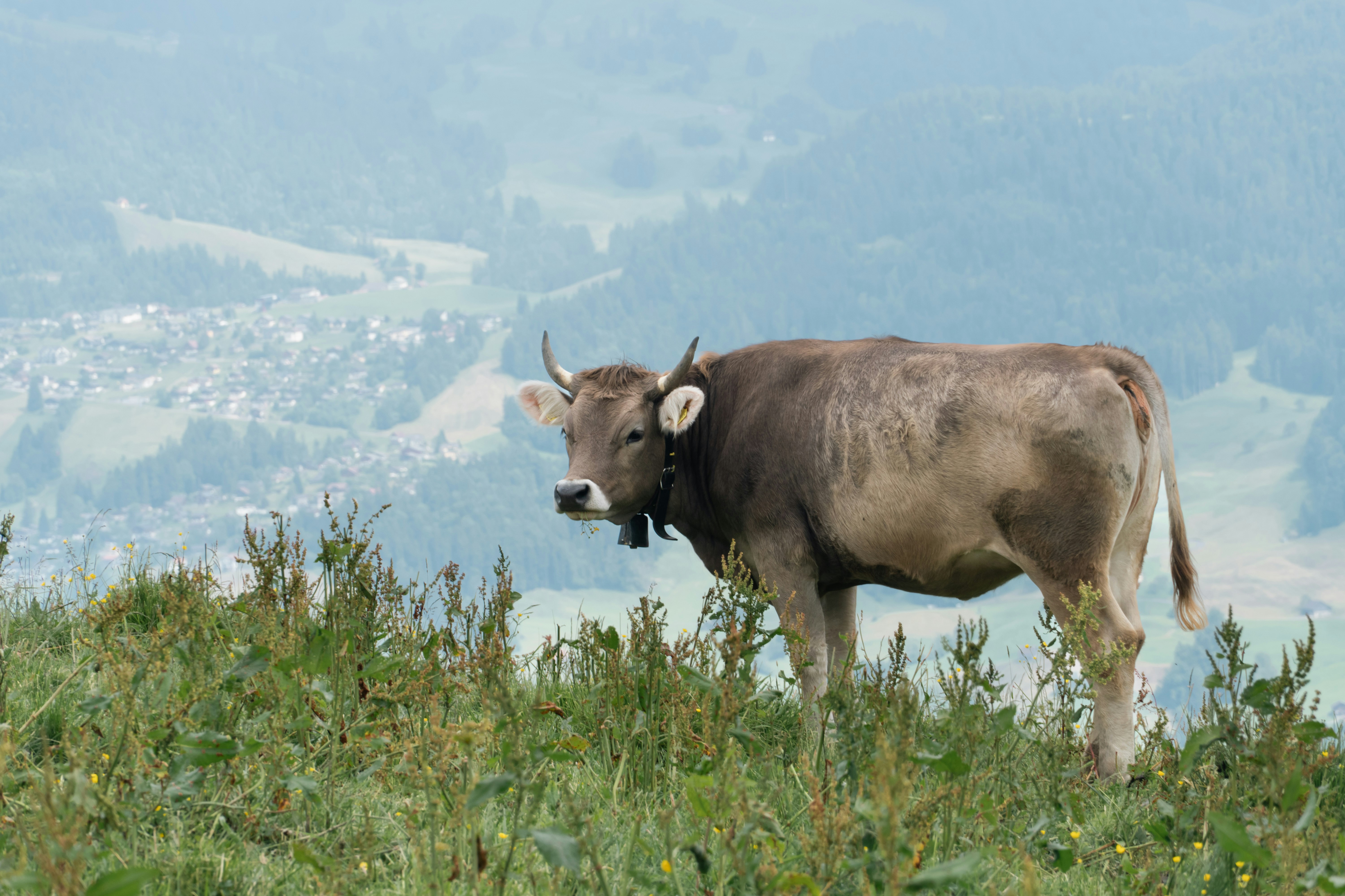 A brown cow stands on a grassy hill overlooking a valley.