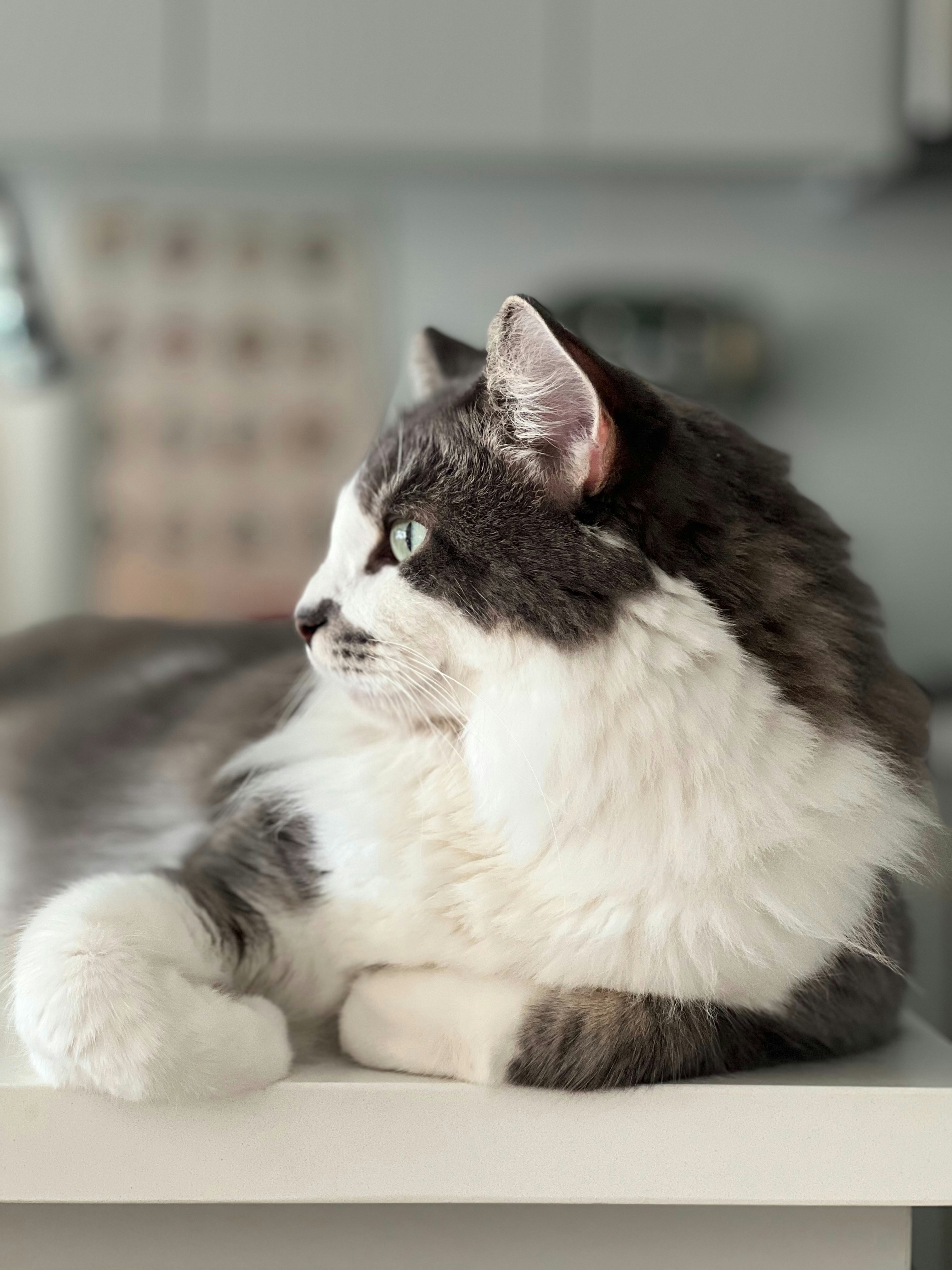 A gray and white cat rests gracefully on a surface, gazing thoughtfully into the distance. The soft focus background enhances the serene atmosphere.