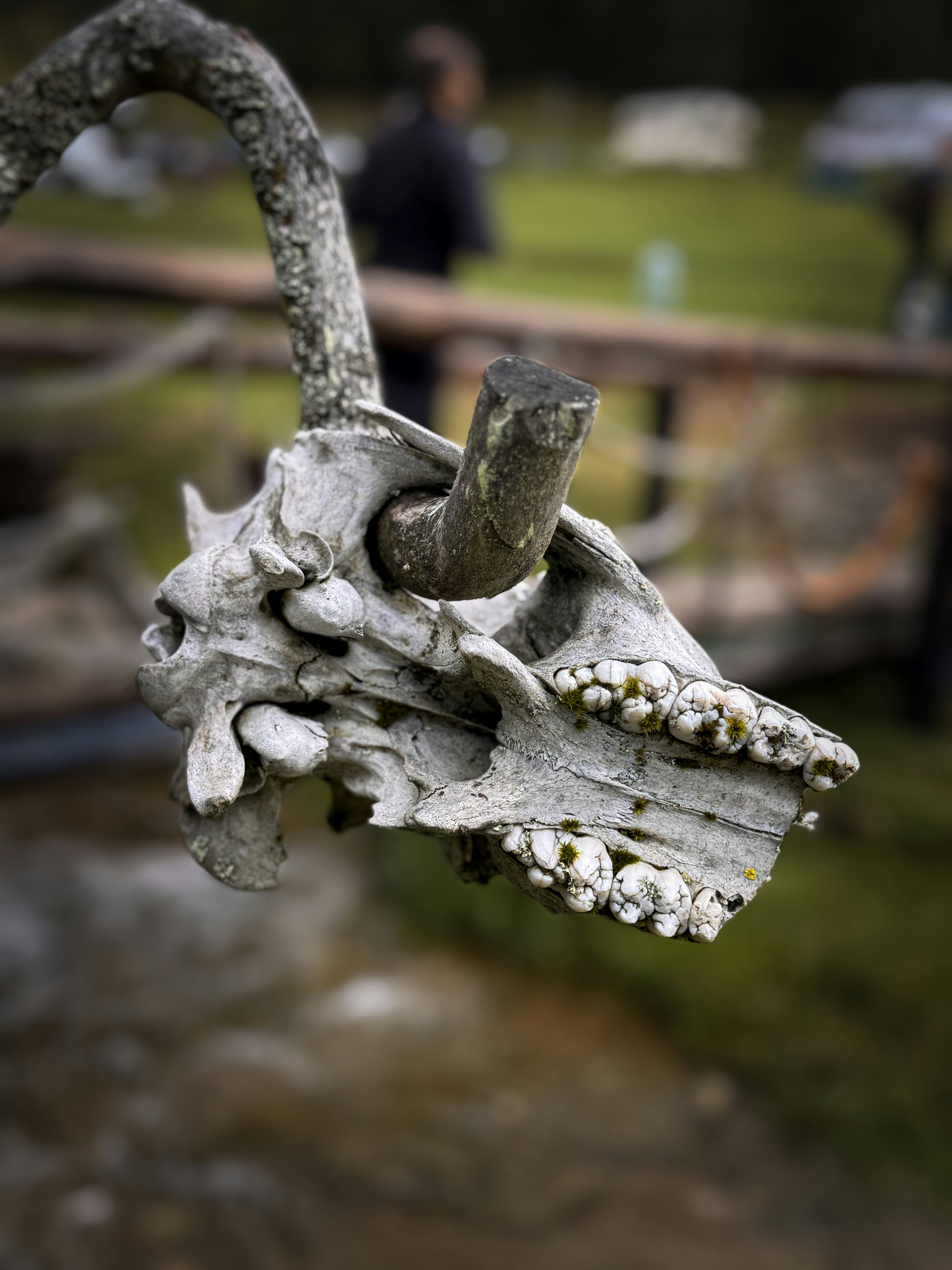 Weathered animal skull hanging from a wooden structure