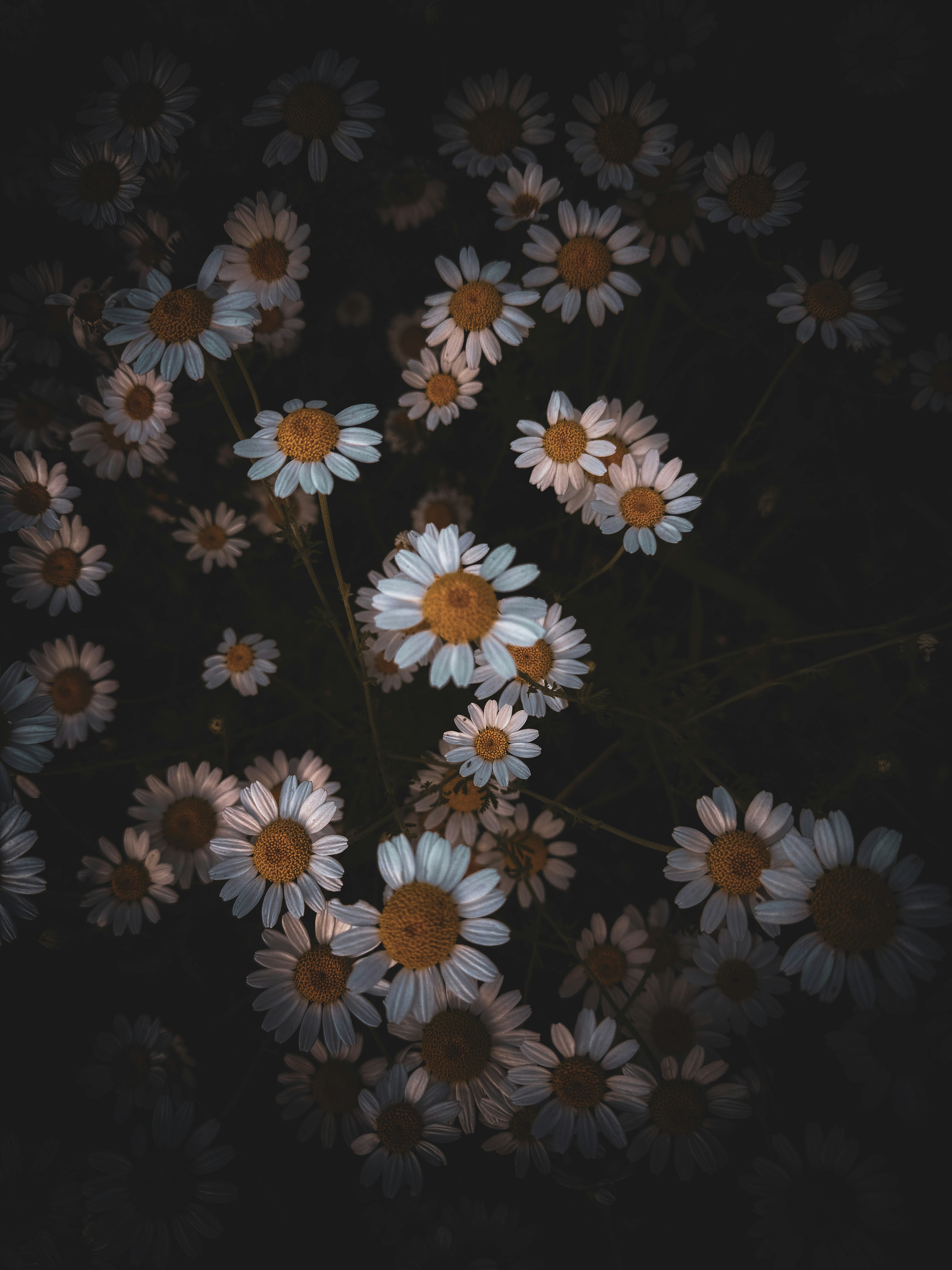 Close-up of white daisies against a dark background