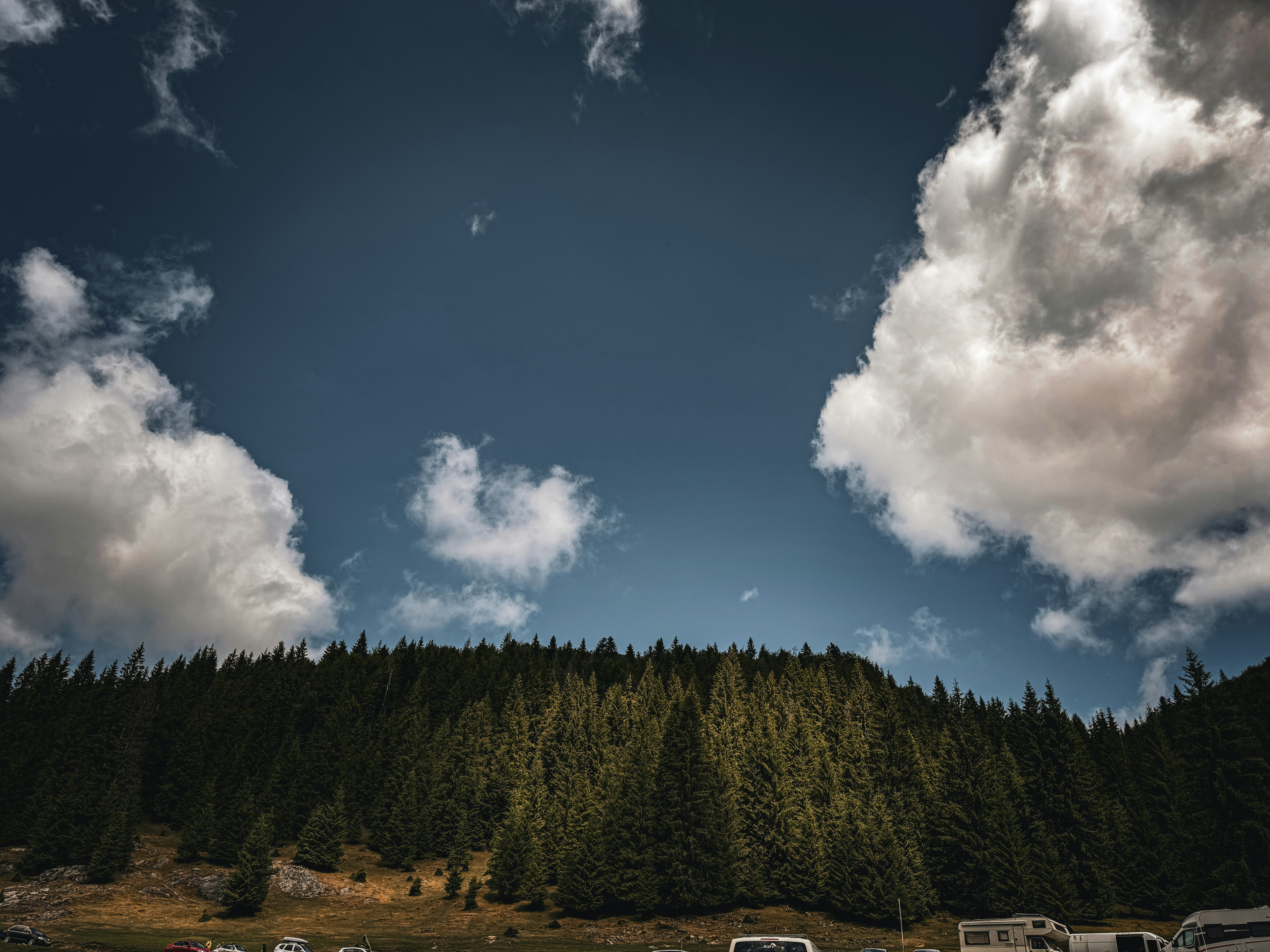 Whispers of the Forest Under a Vast Sky