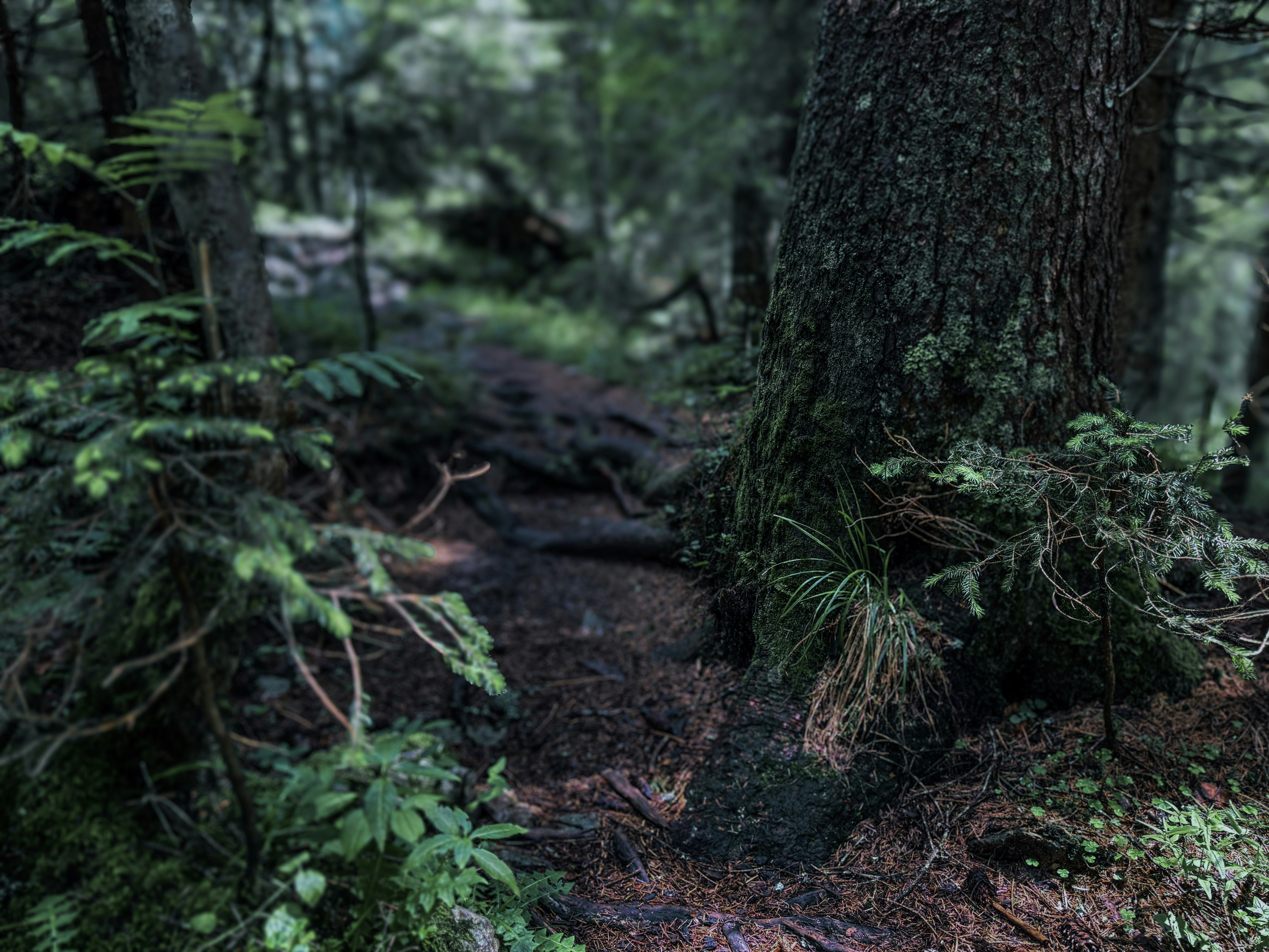Whispers of the Forest Floor