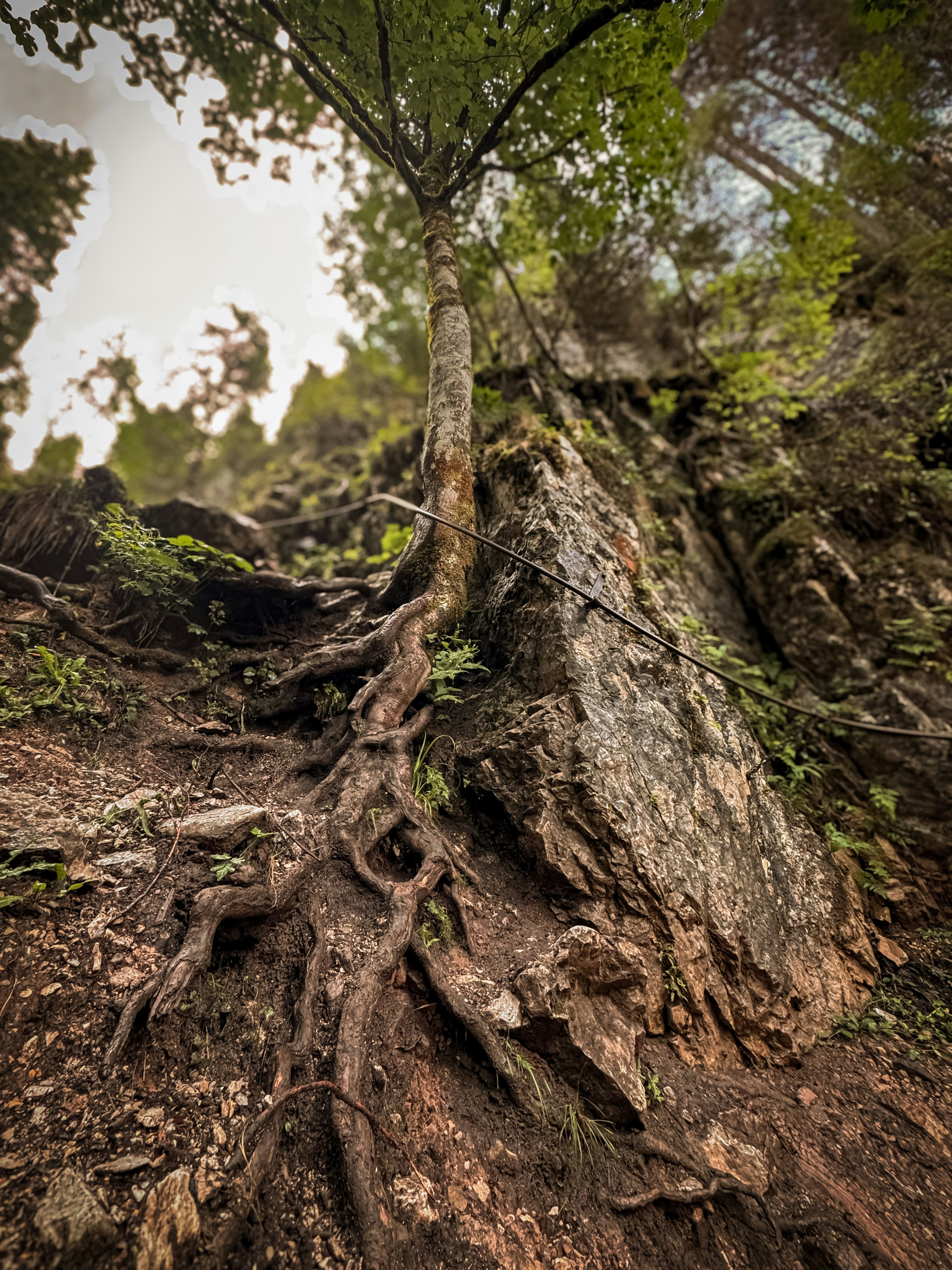 Nature's Tenacity: Roots Clinging to Life