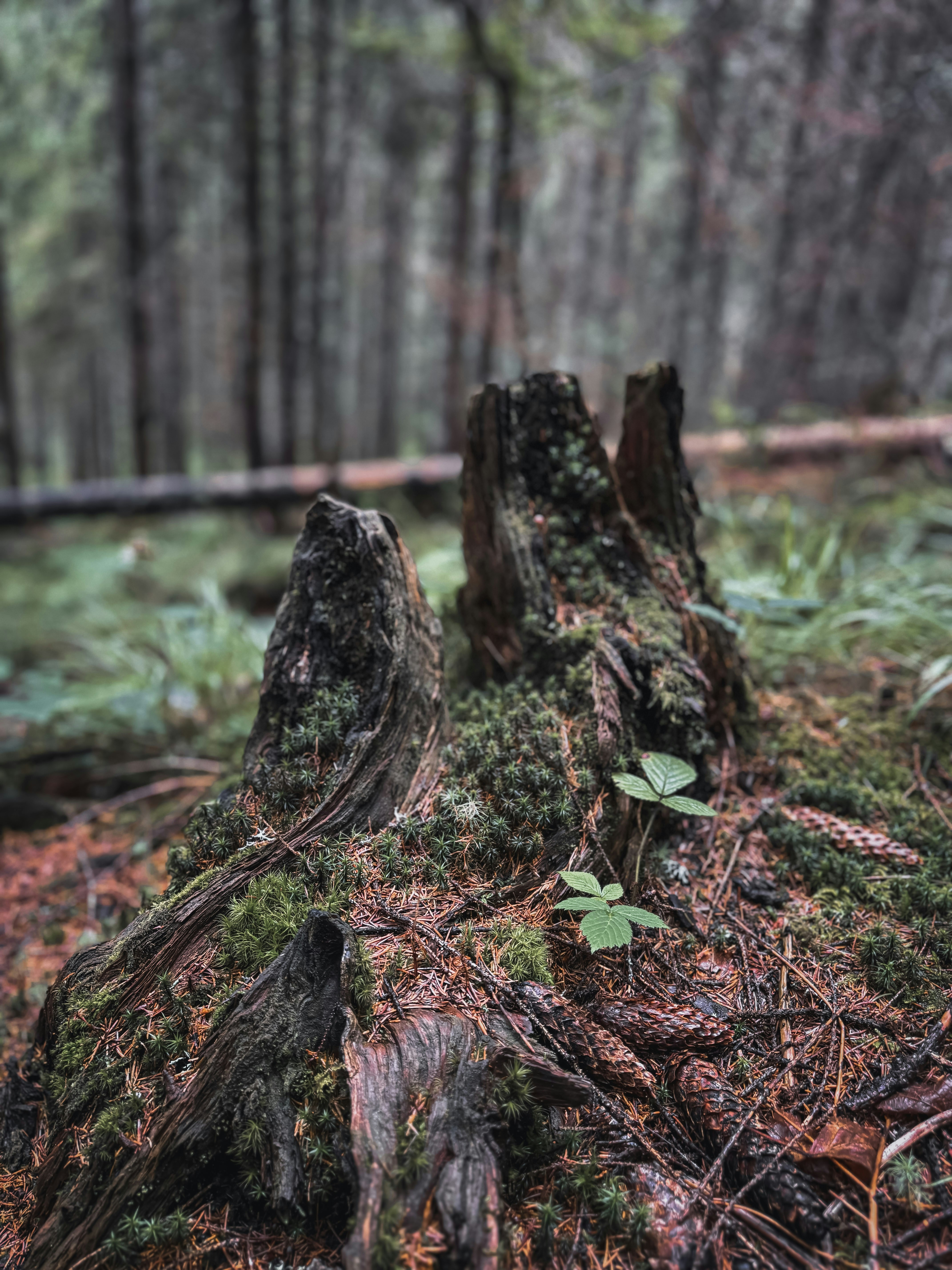 Weathered tree stump adorned with lush moss and small green plants, nestled in a serene forest setting.