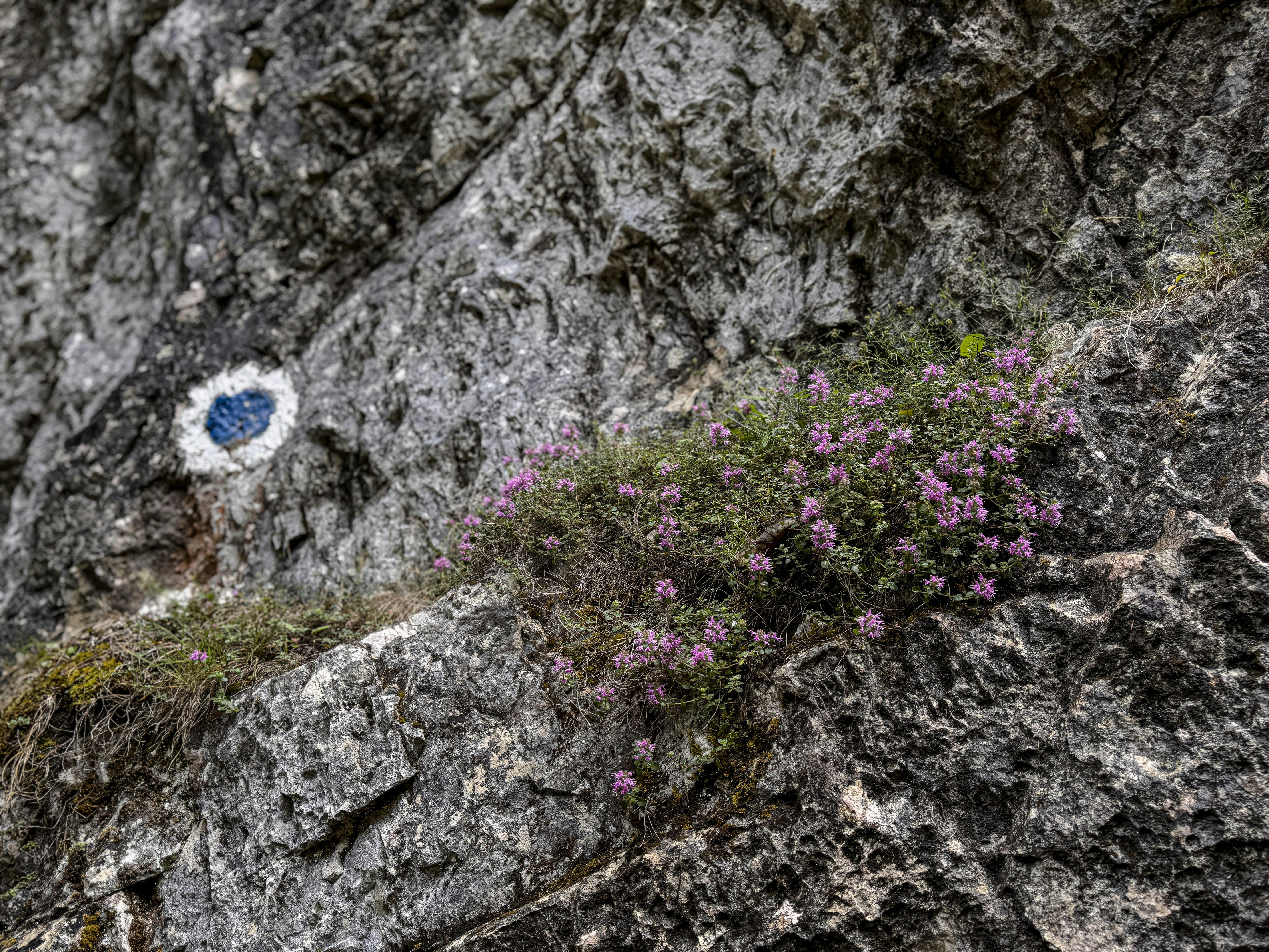 Small purple flowers grow on a rocky cliff face. photo – Free Flower ...