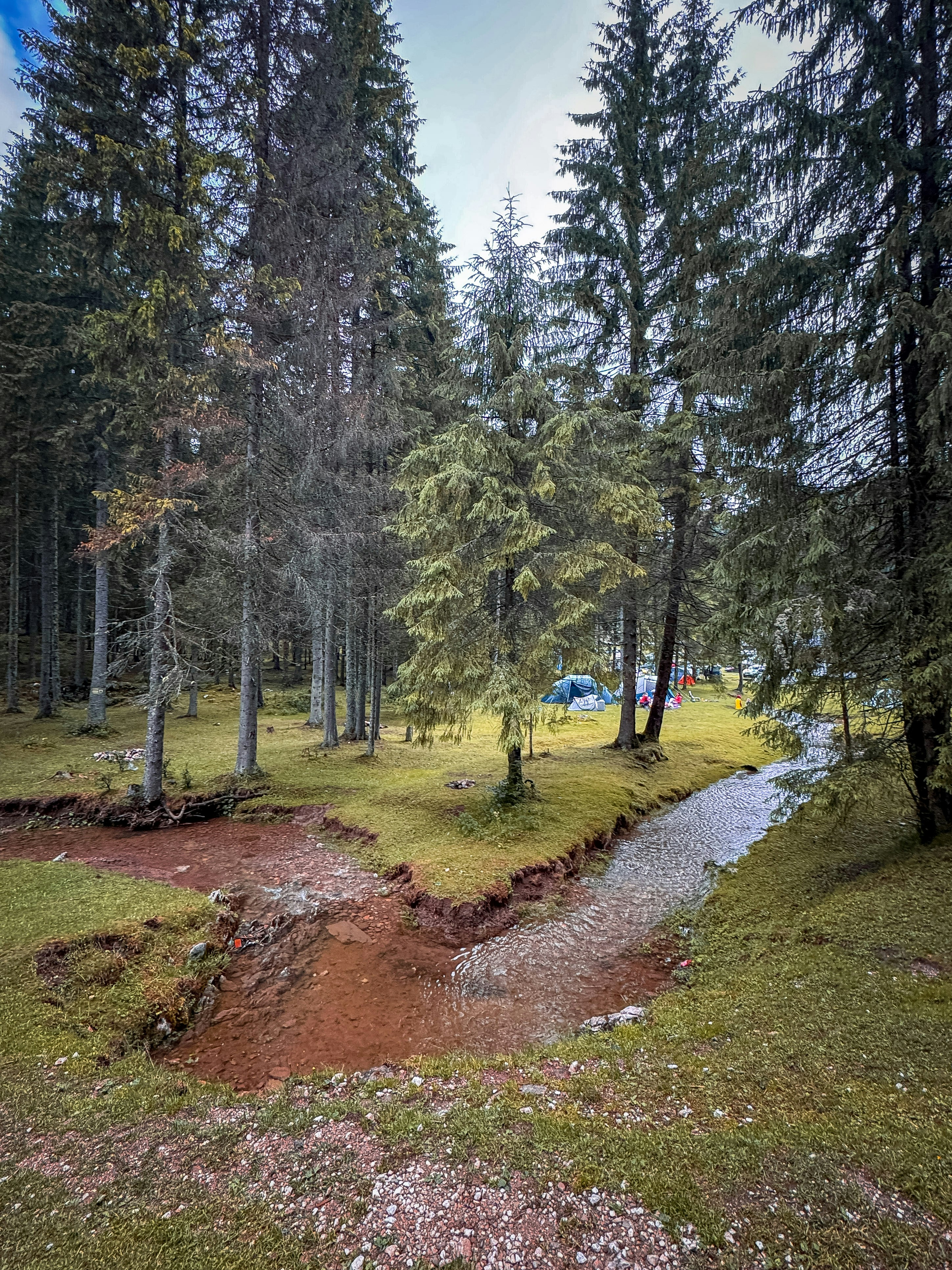 Whispers of the Forest: A Serene Stream's Journey