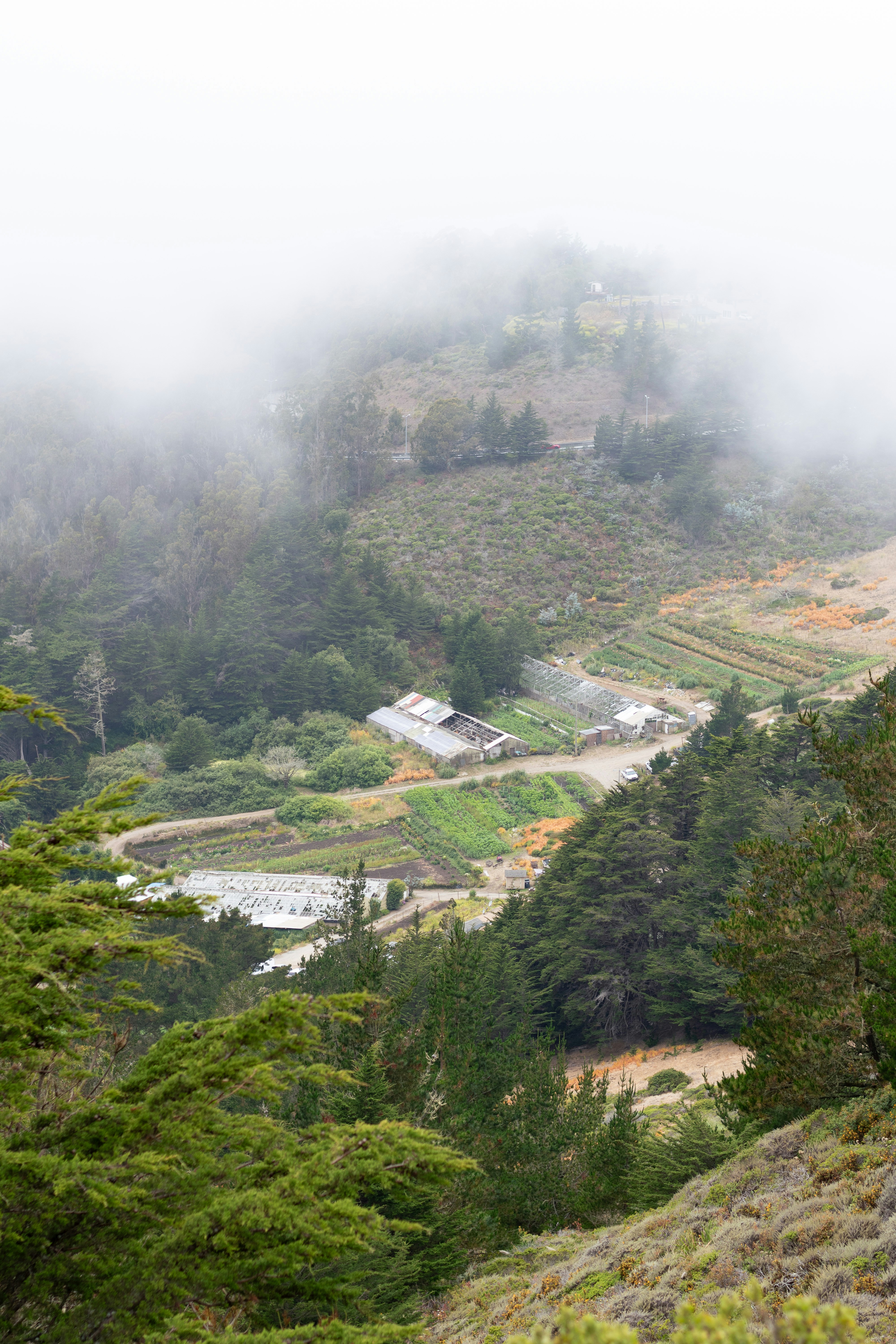 Whispers of the Foggy Valley