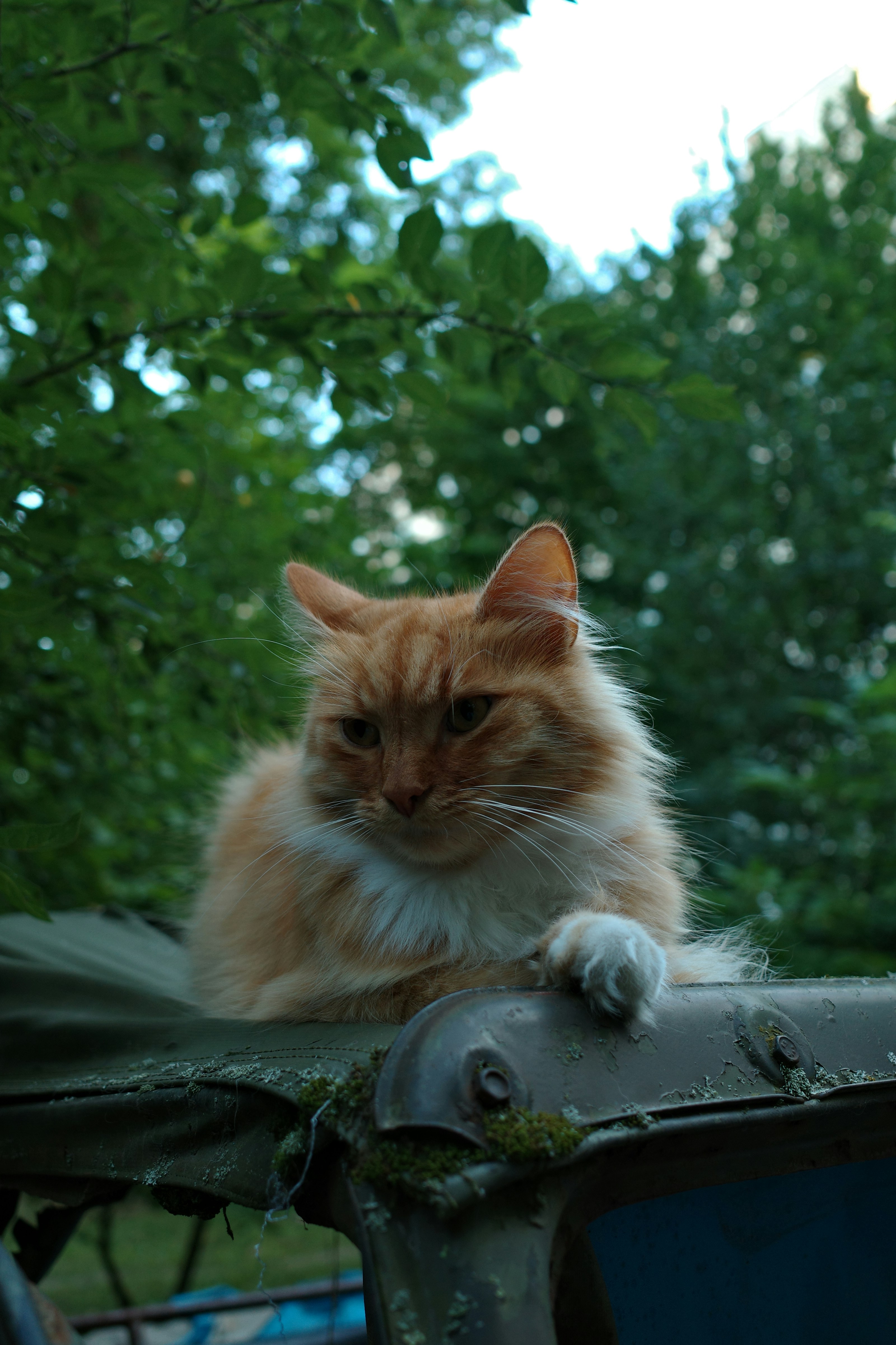 Whiskered Watcher: A Feline's Perch