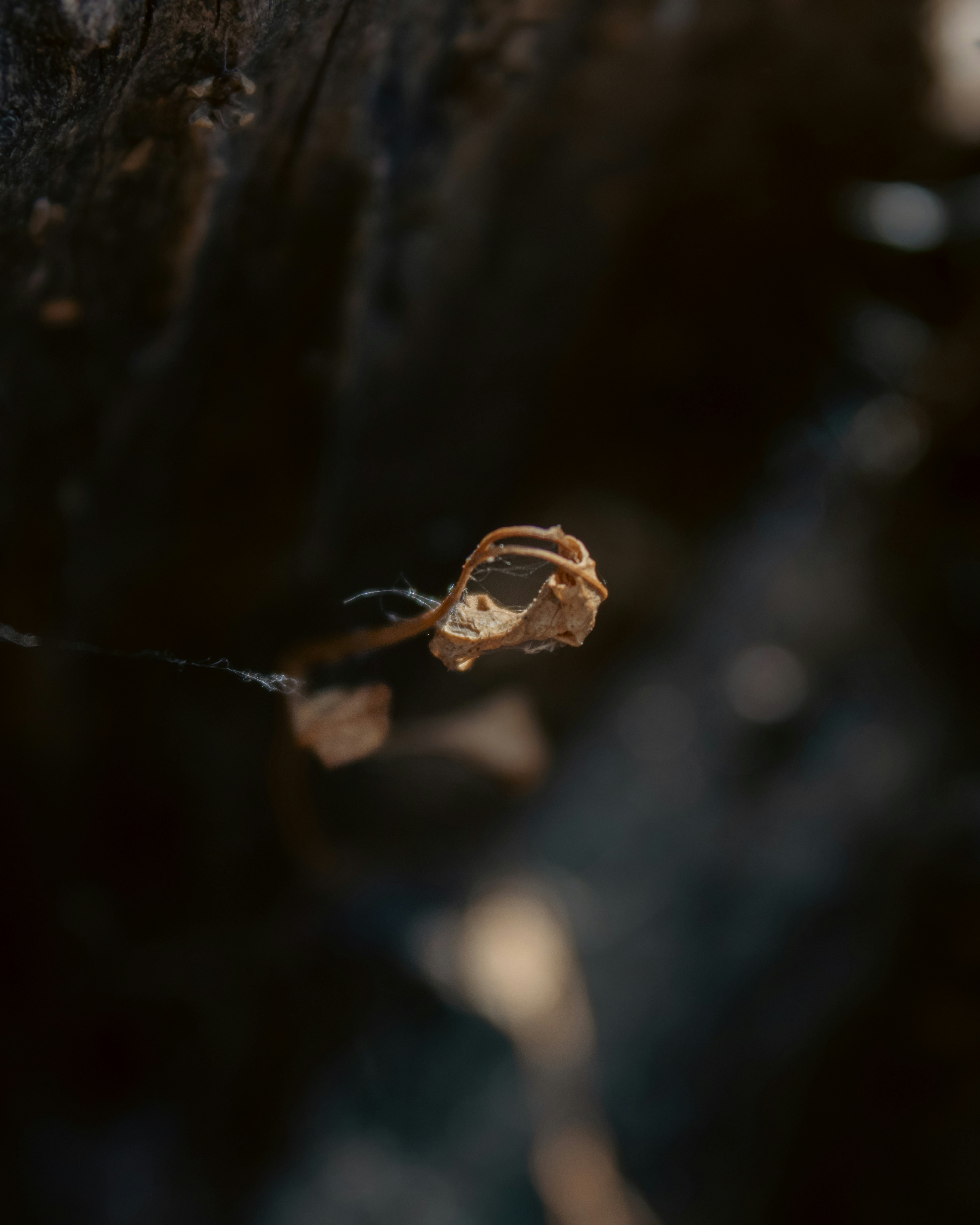 Dried Brown Autumn Leaf in the Forest | A dried flower bud against a dark background