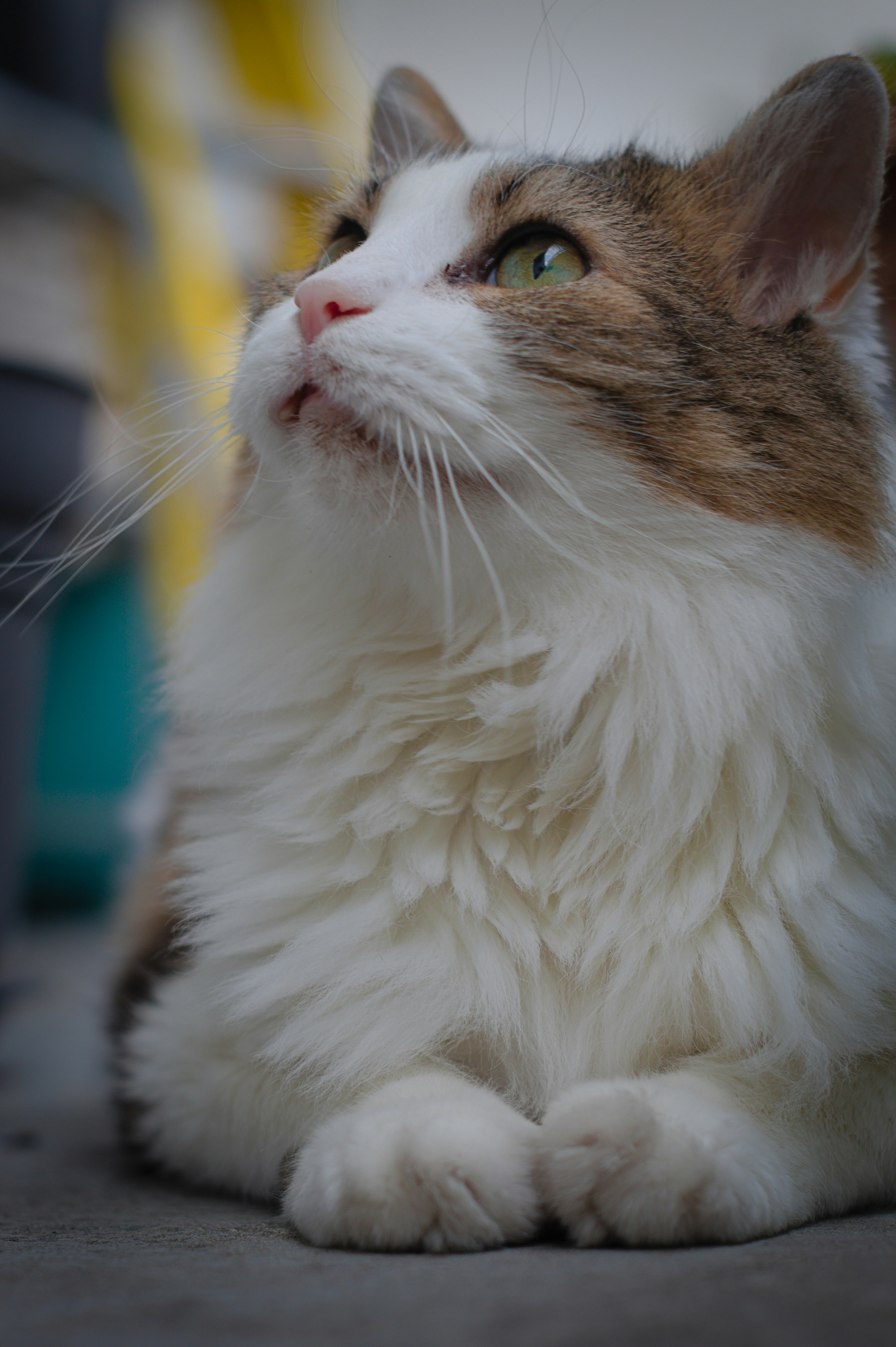 A fluffy calico cat looks upwards attentively.