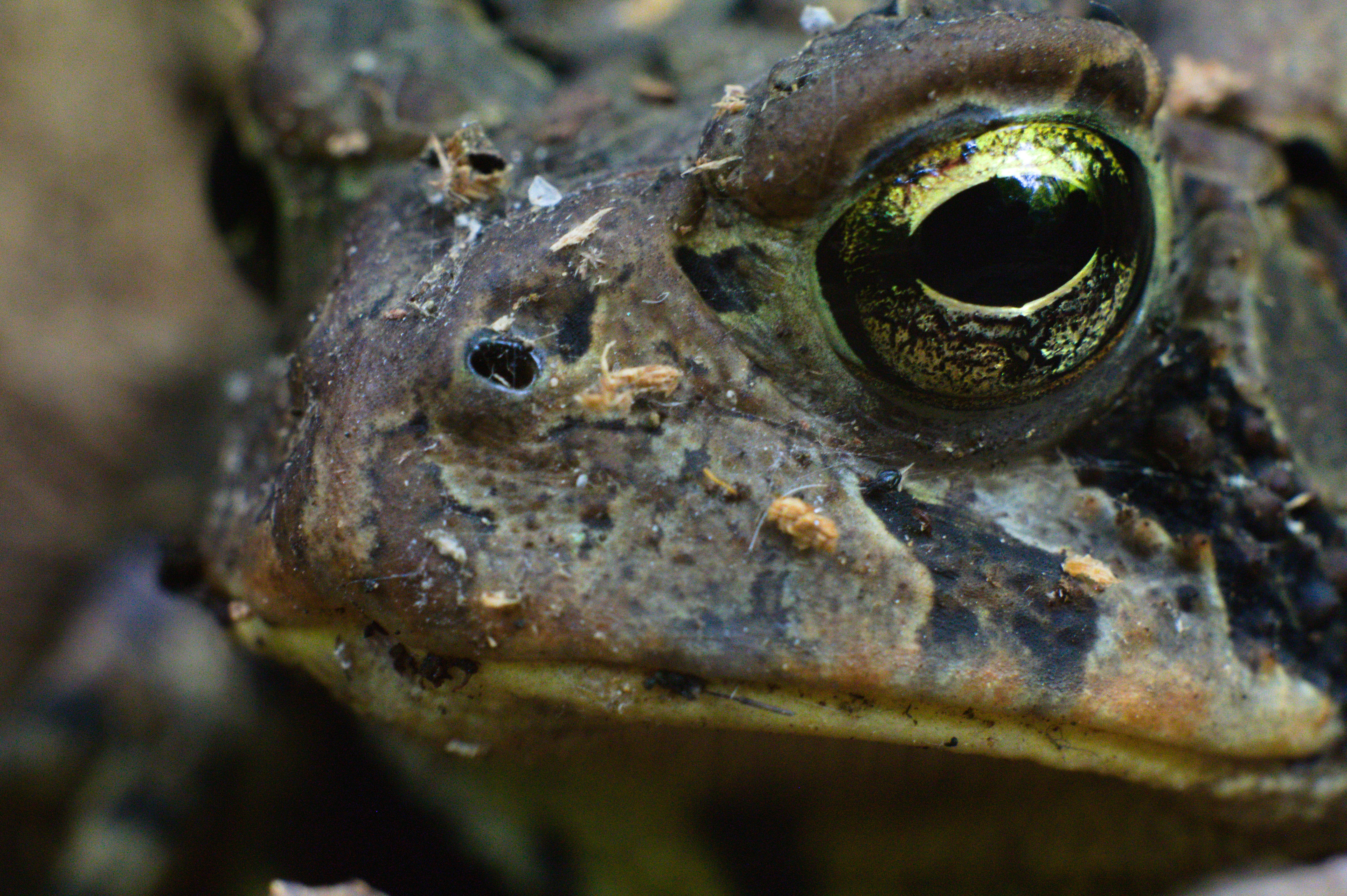 Close-up of a toad's textured head and eye