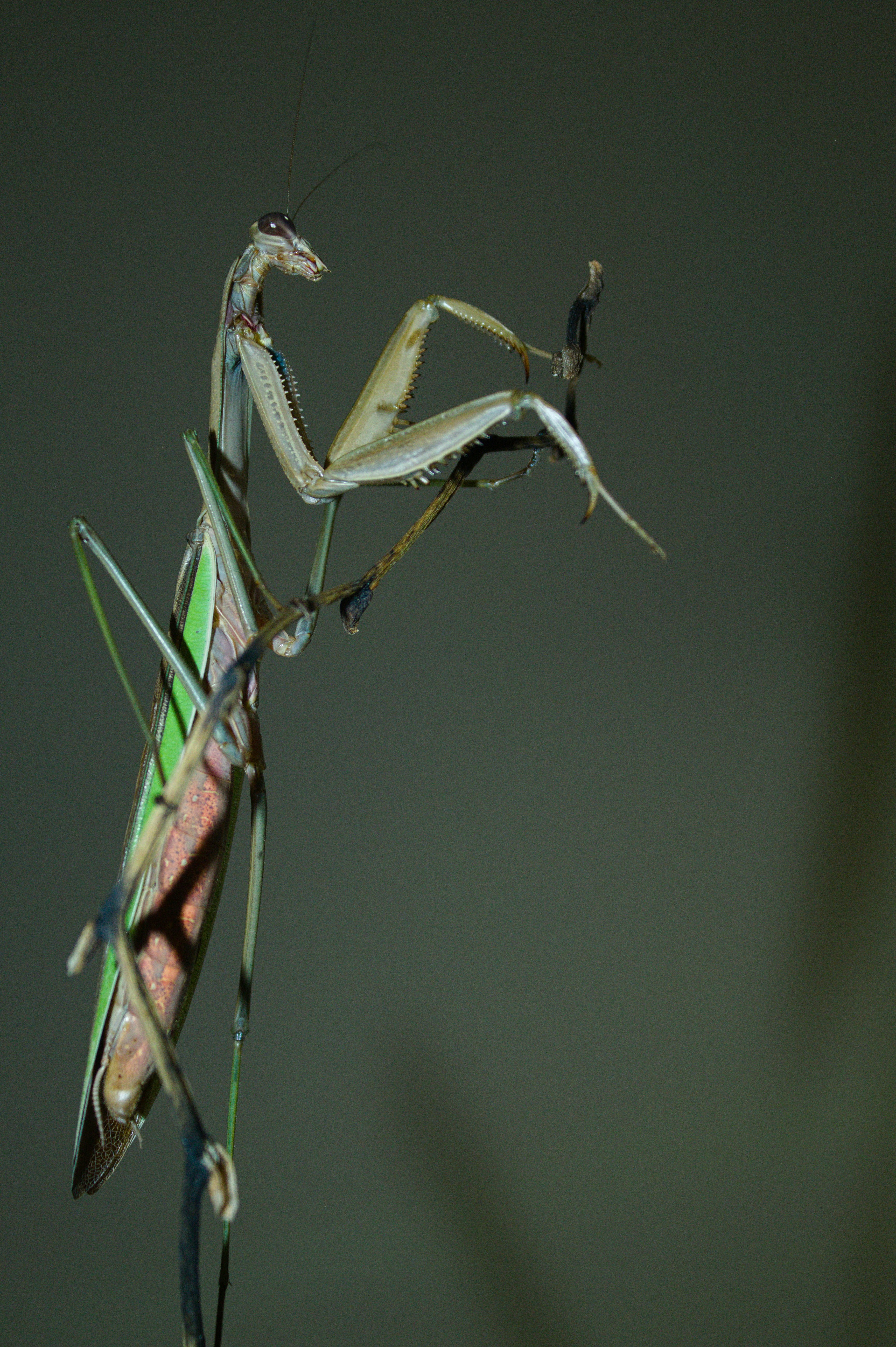A praying mantis clings to a thin branch.