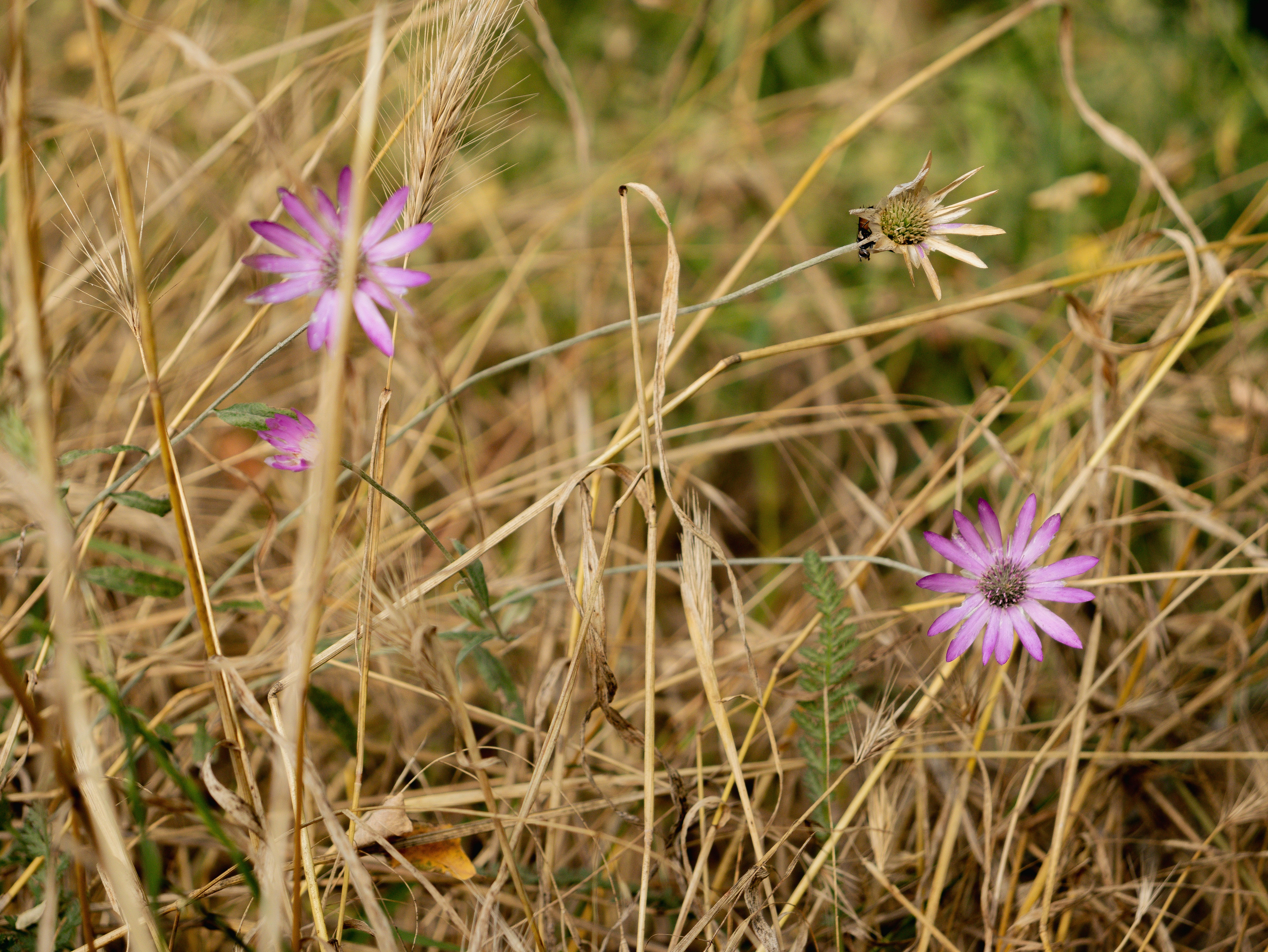Purple Fire in the Prairie: Wildflowers Among Dry Grasses