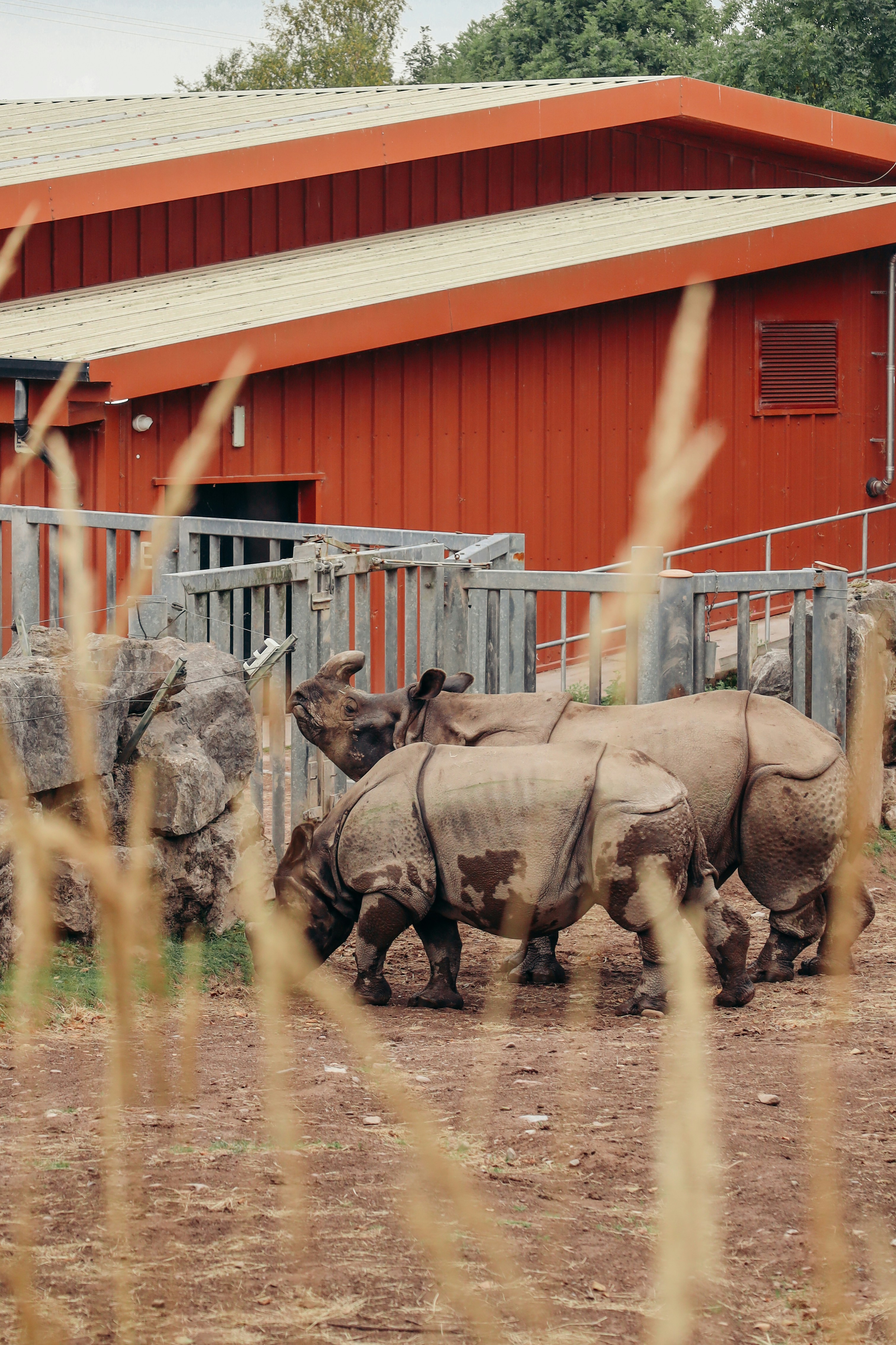 Rhinoceroses at Dusk by the Red Barn