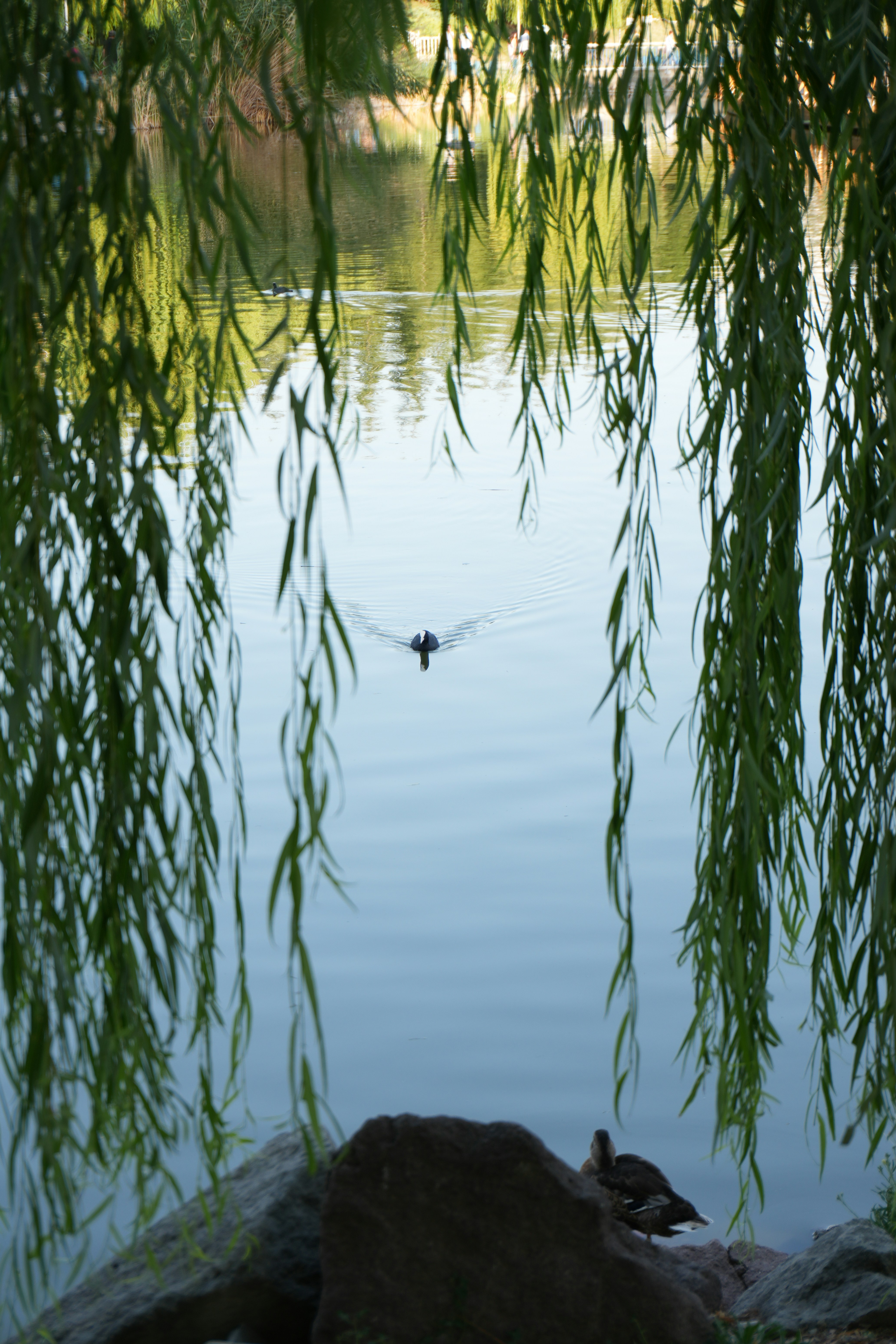 Serenity Beneath the Willows