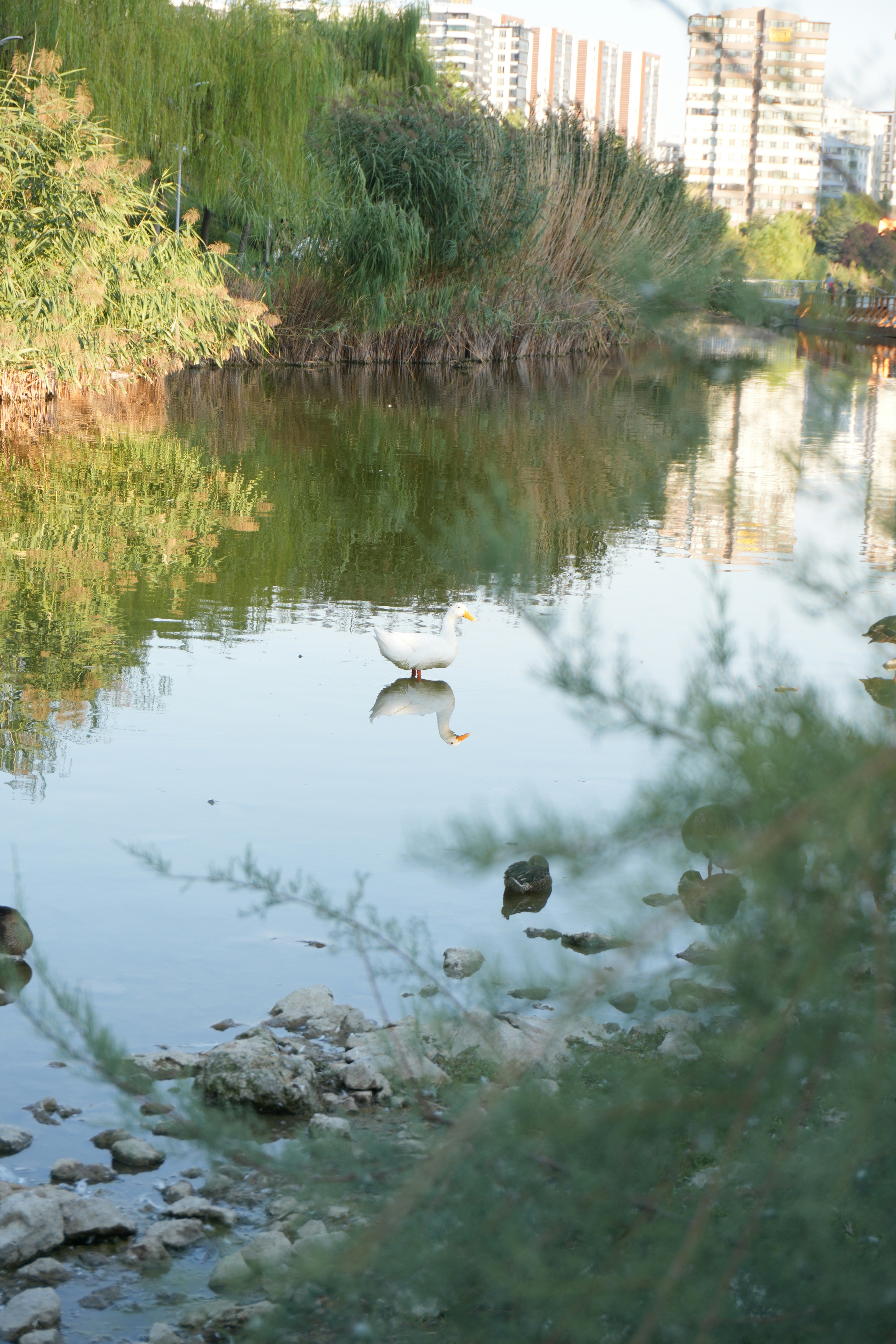 A single white duck standing in the shallow water of a calm lake, with its reflection mirrored on the surface. Green reeds and tall apartment buildings frame the peaceful urban nature scene.