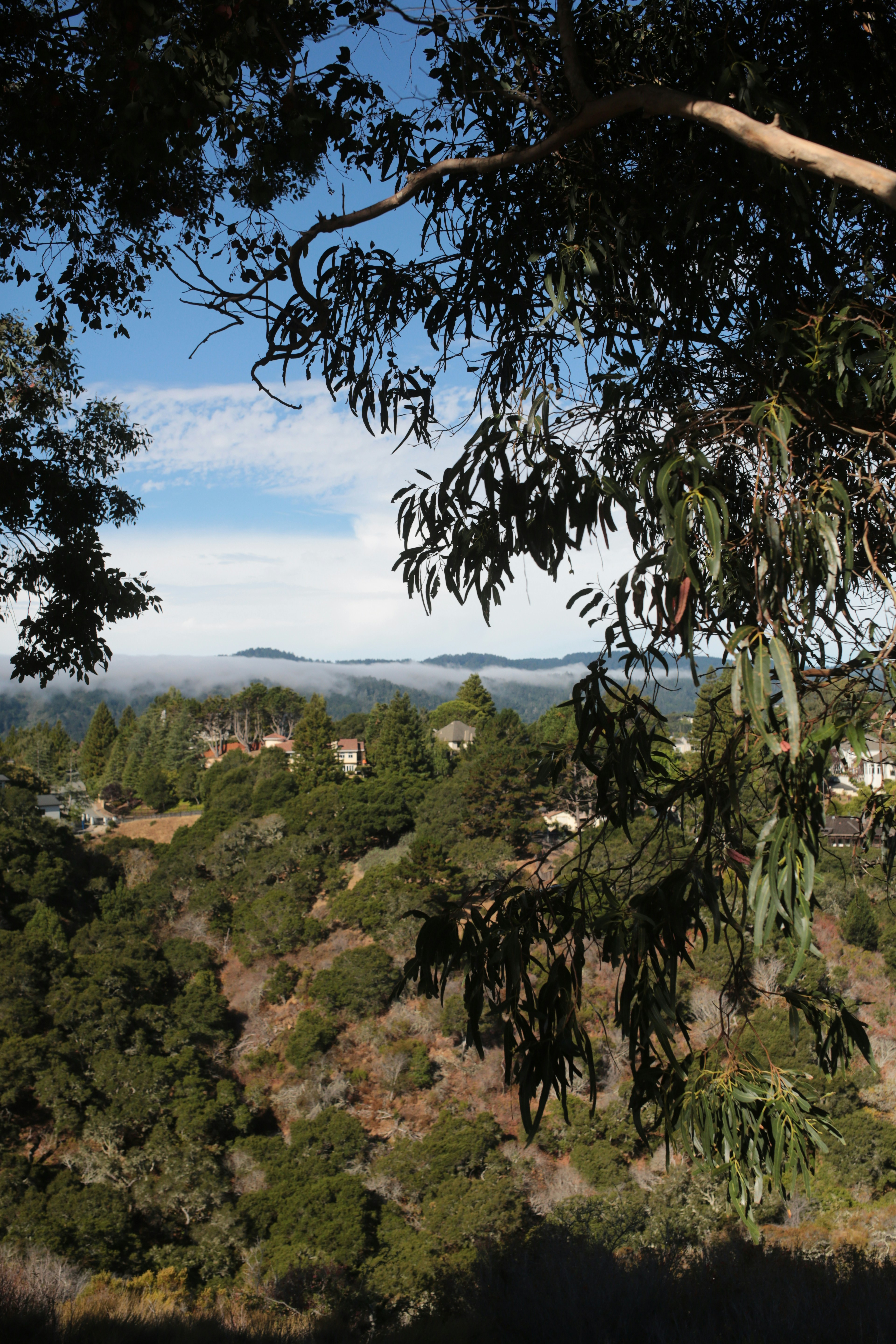 Whispers of the Valley: A Serene Overlook
