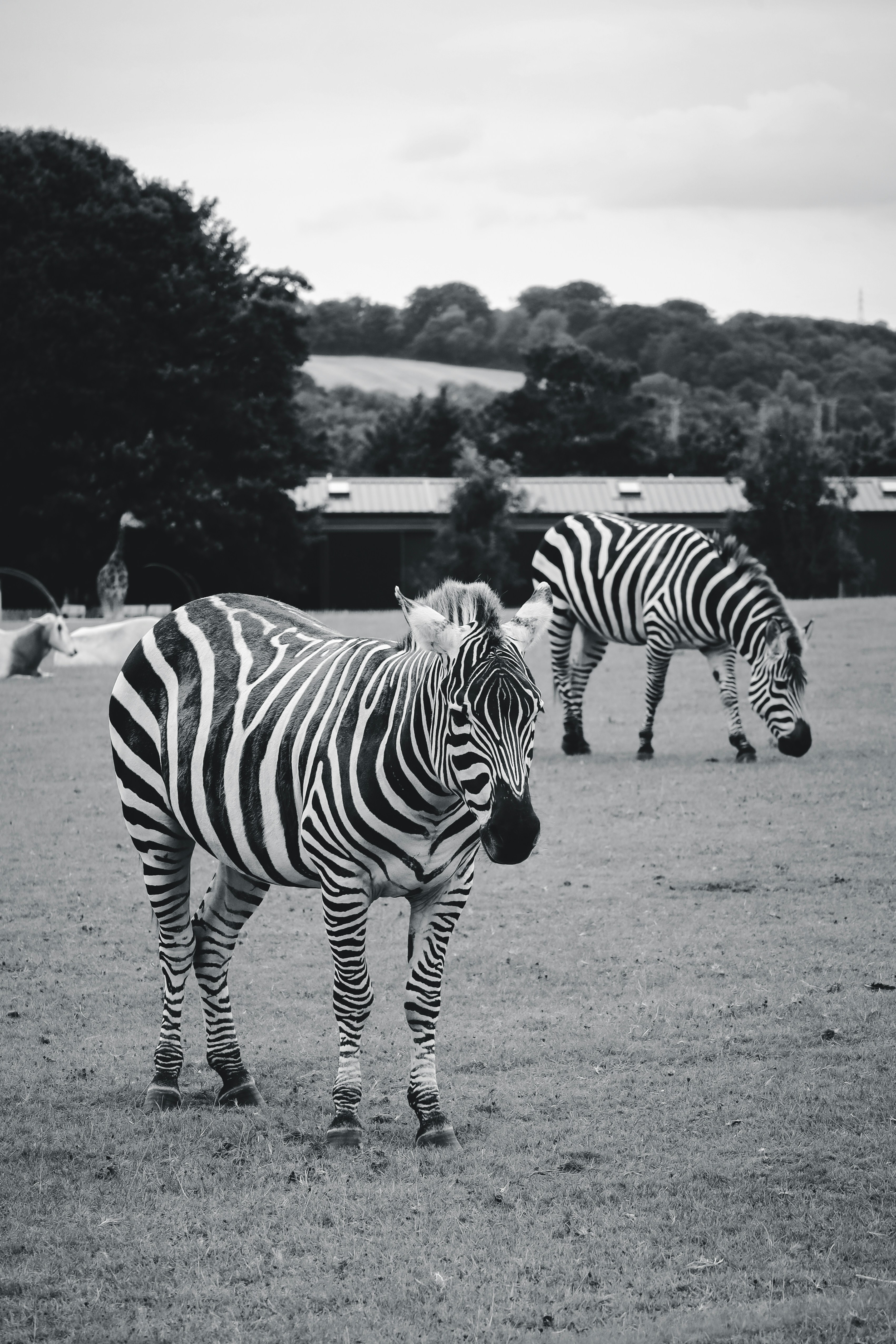 Stripes in Harmony: A Zebra's Day Out