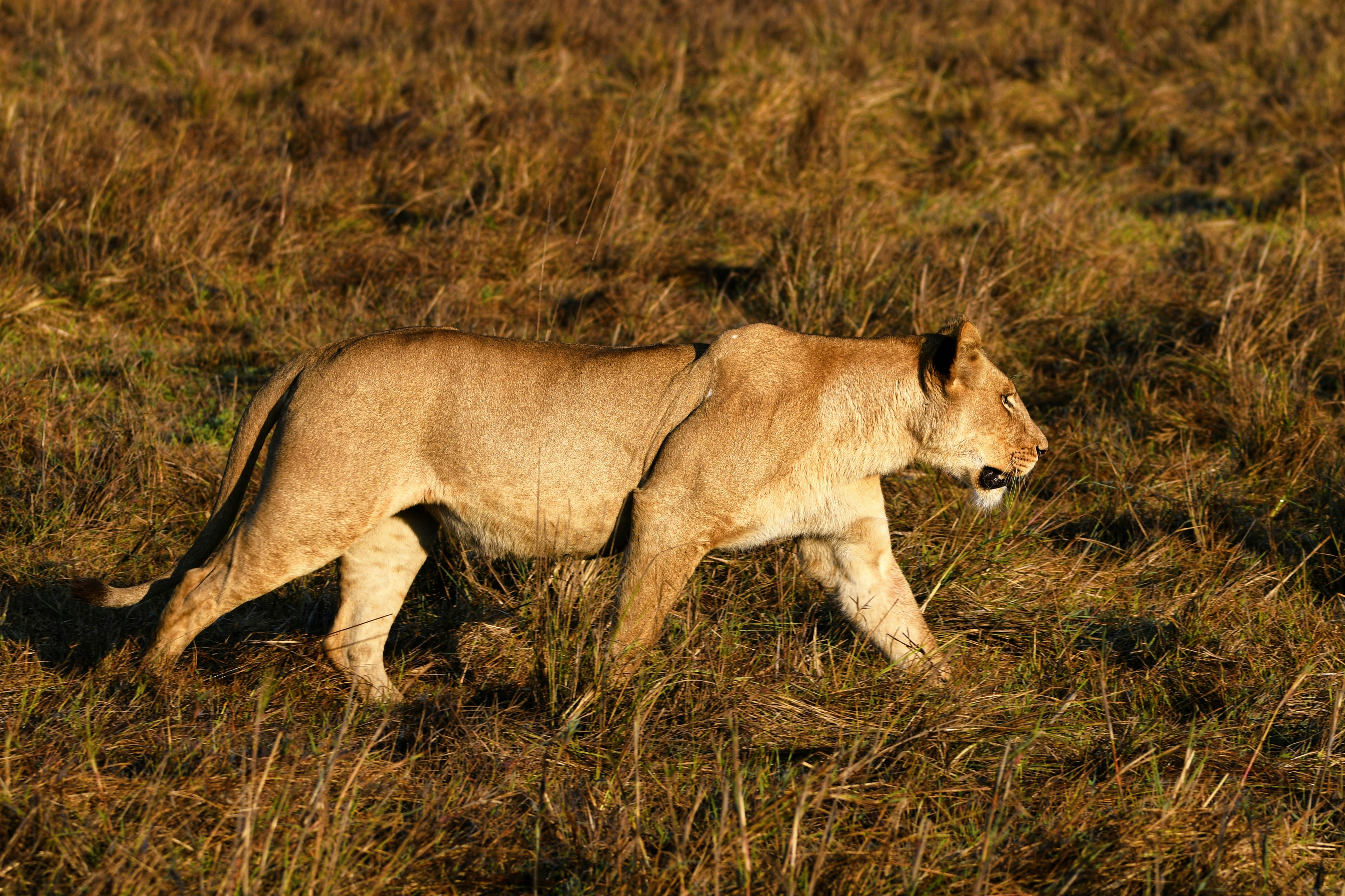 A powerful lioness strides through the Busanga Plains of Kafue National Park. | A lioness walks through dry grass during the day.