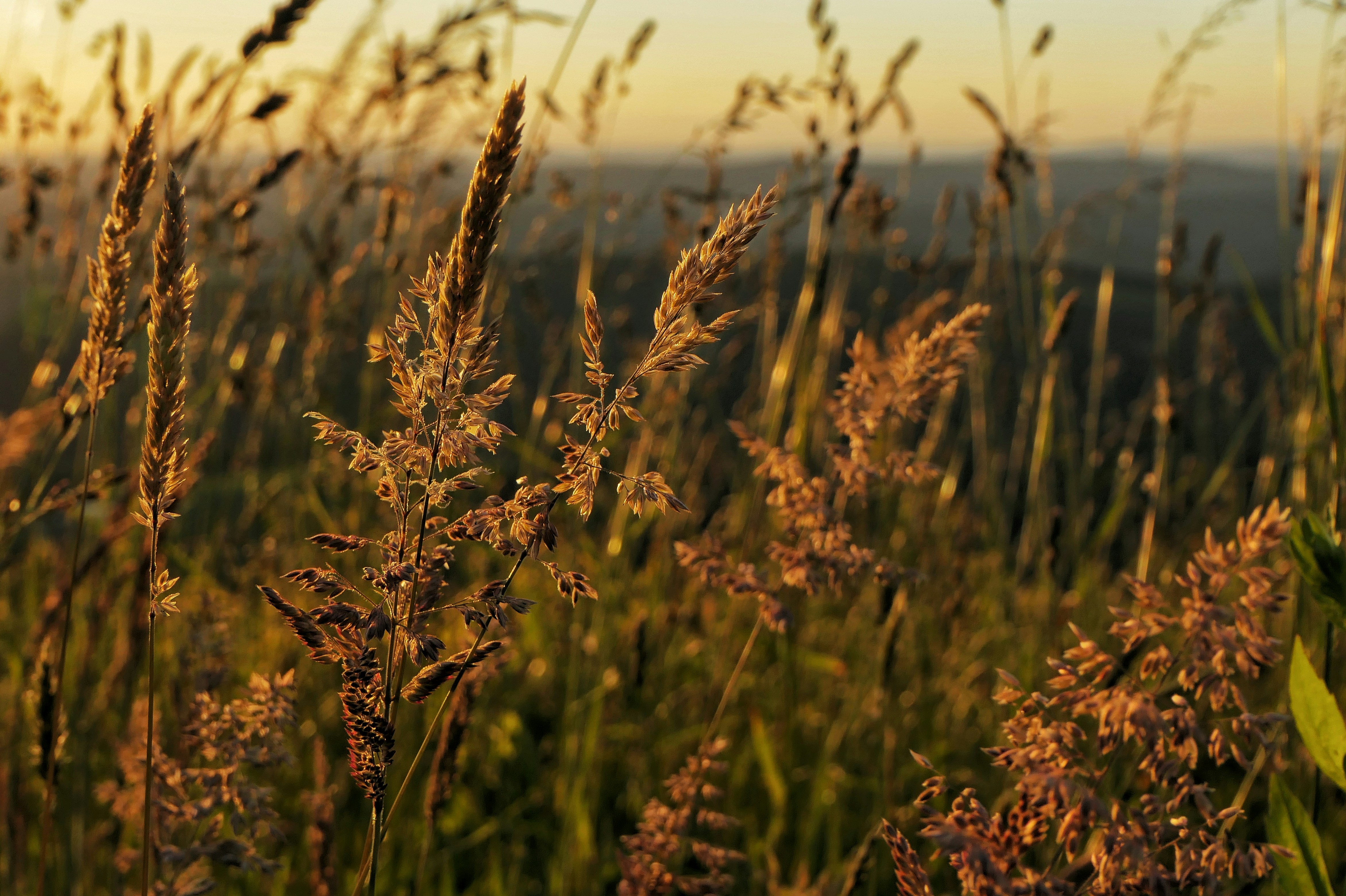 sunset field grasses | Golden grasses in the soft light of sunset