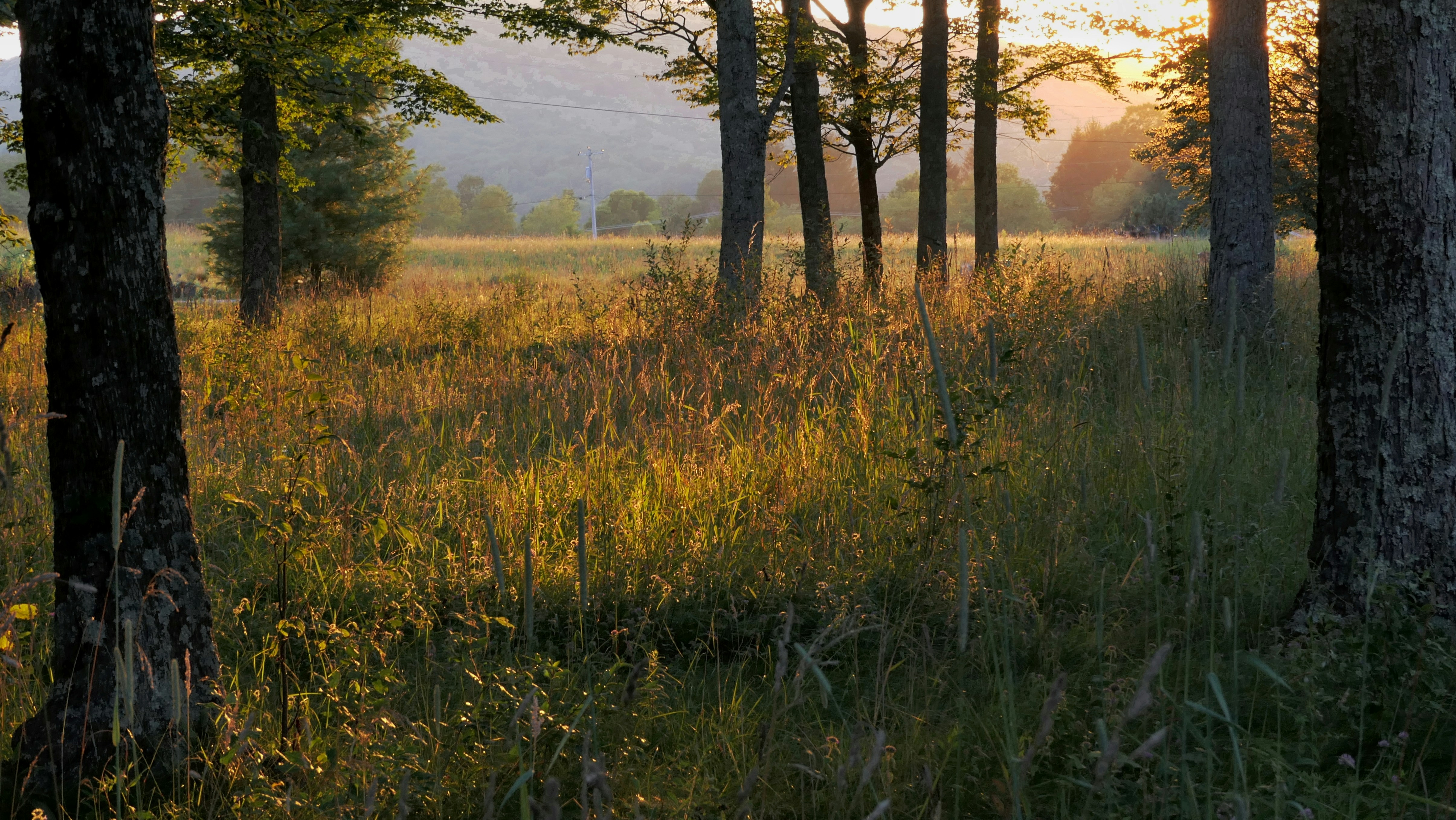 backlit field with silhouette trees as sunset approaches | Sunlight streams through trees onto a grassy field.