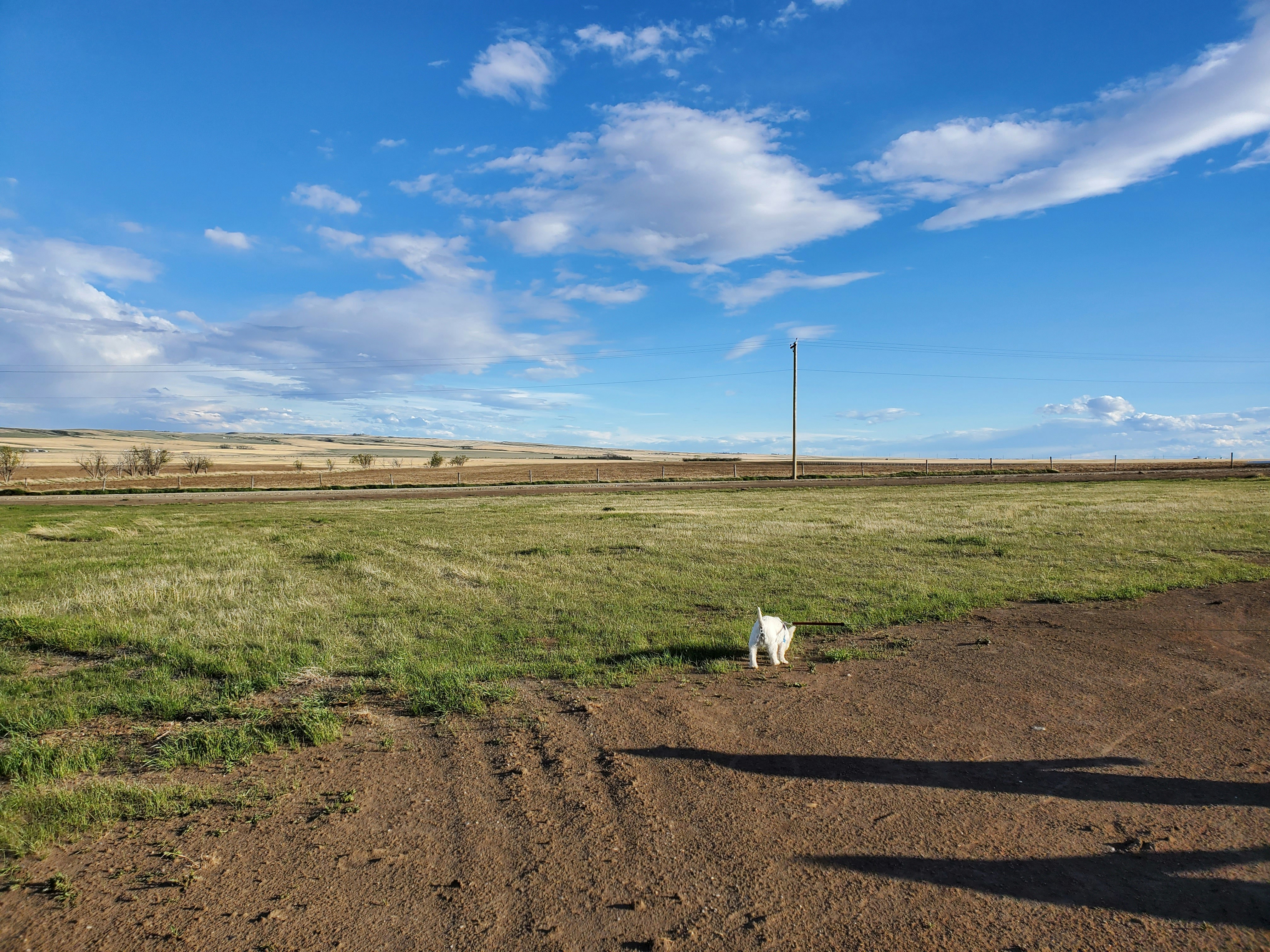 Whispers of the Prairie: A Serene Moment